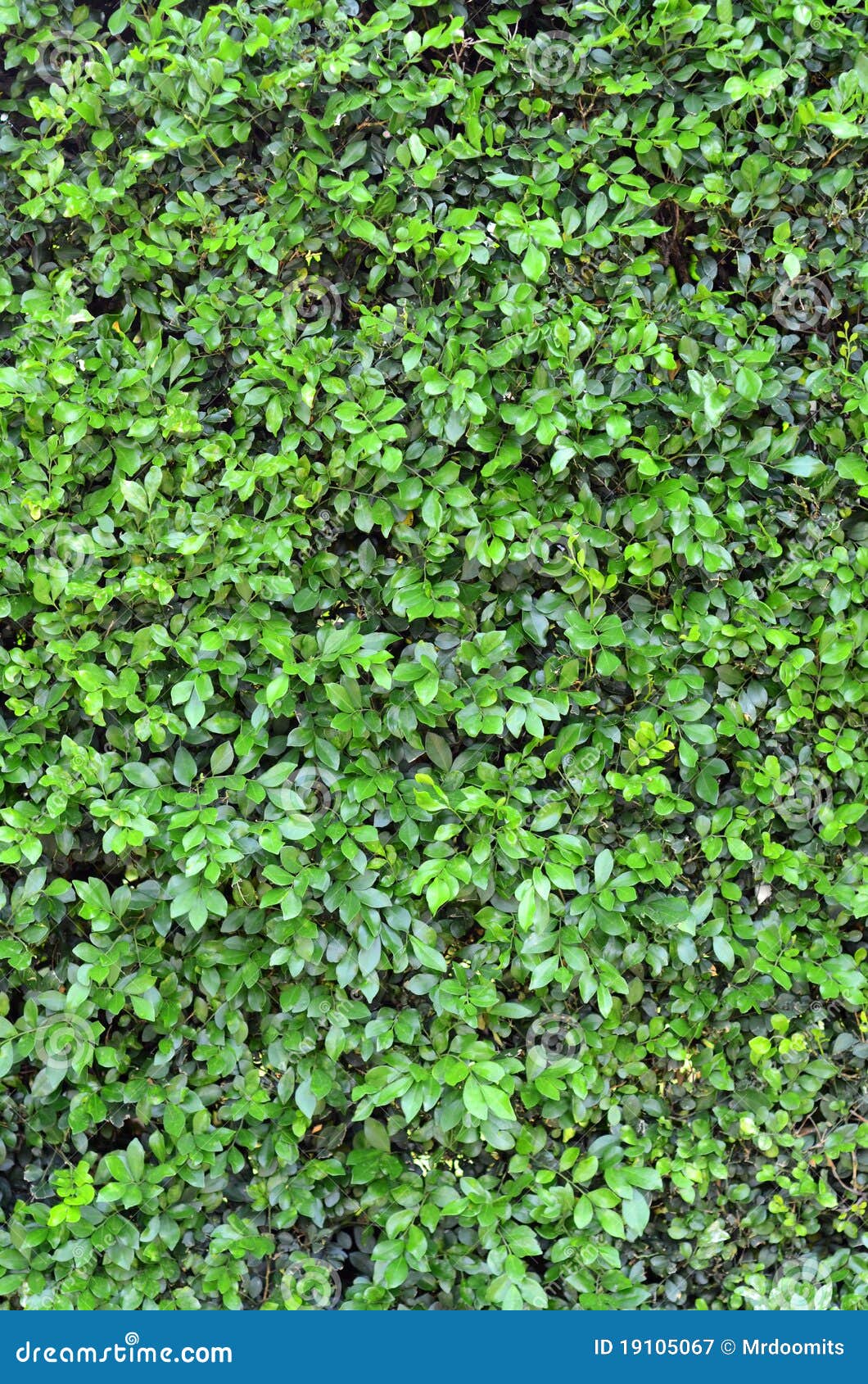 Green Hedge Or Plants Wall With Wood Plank Background Royalty-Free ...