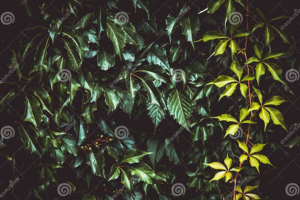 Background Texture of Green Ivy Stock Image - Image of wall ...