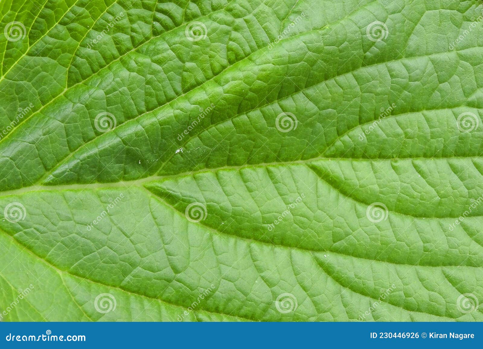 Background Texture Green Leaf Structure Stock Photo - Image of green ...