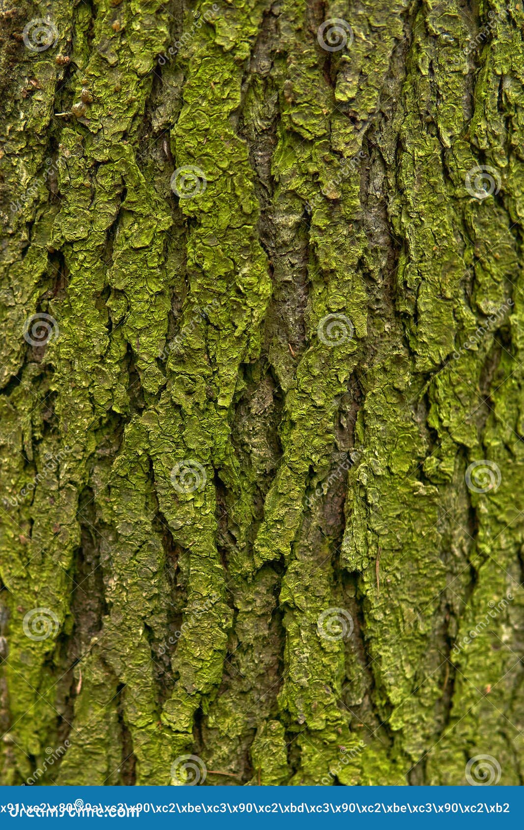 Background, Texture - Green Mossy Tree Bark Stock Photo - Image of tree ...