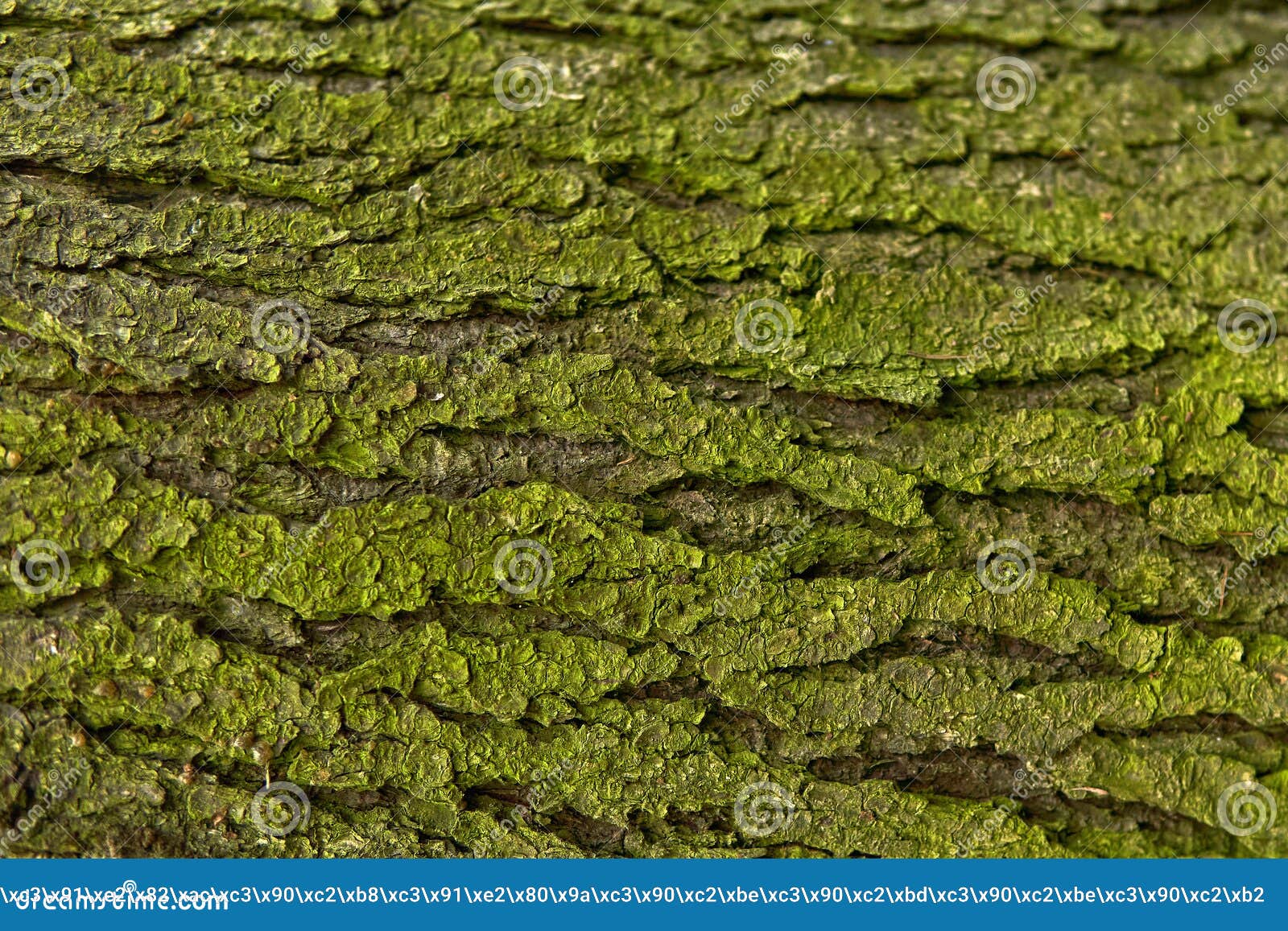 Background, Texture - Green Mossy Tree Bark Stock Image - Image of ...