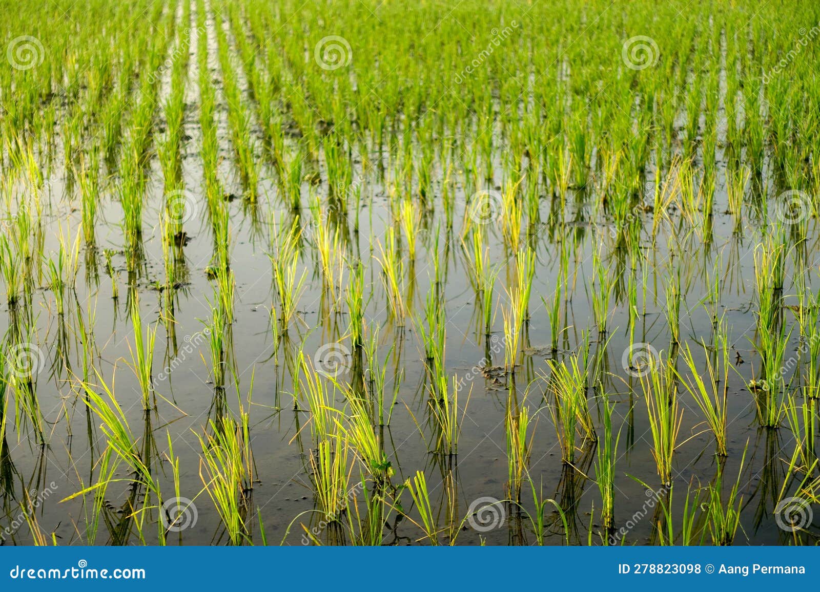 Background Texture of Green Paddy on the Rice Fields Stock Photo ...