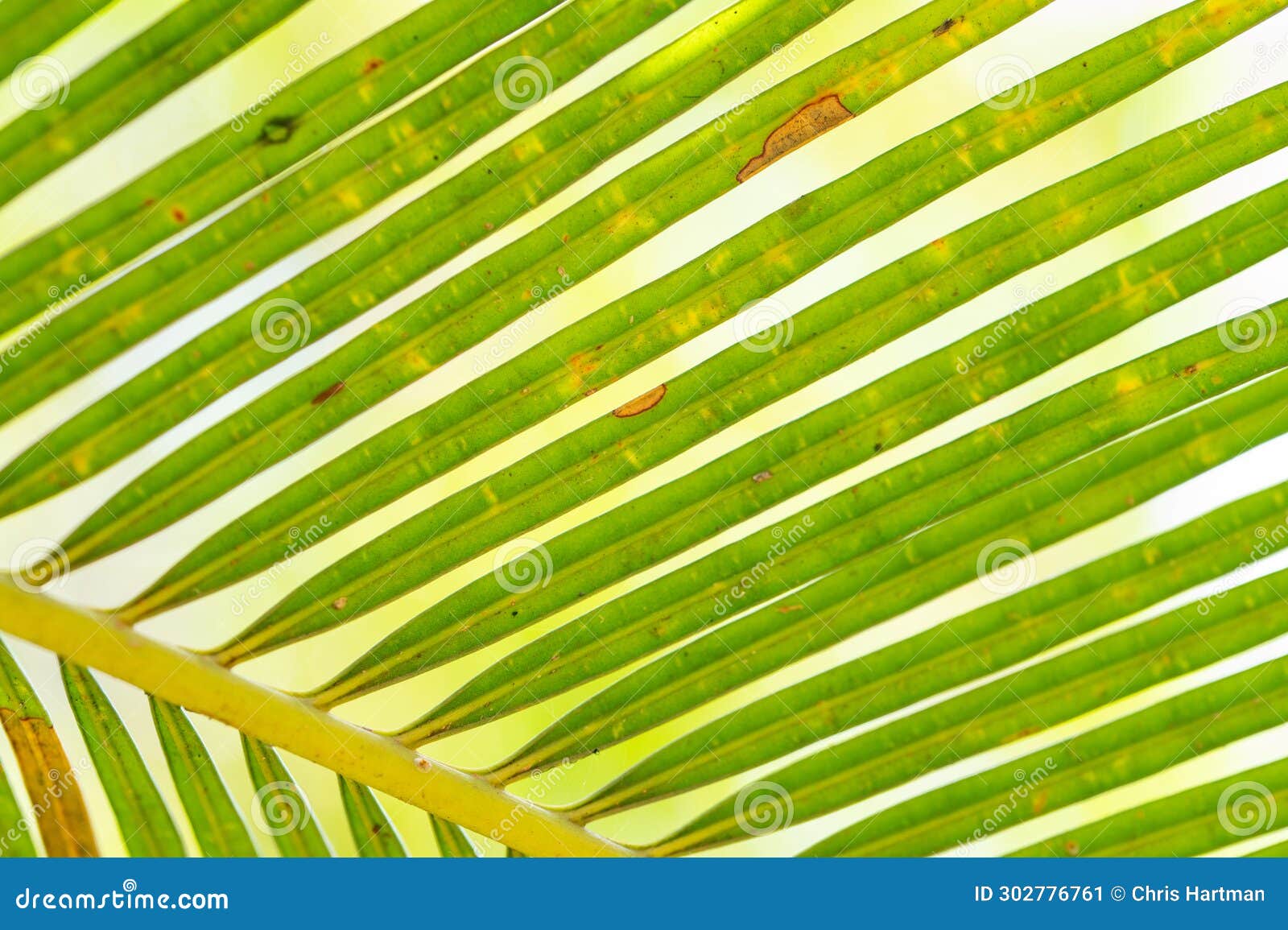 Background Texture Of A Green Palm Leaf Stock Image Image Of Back