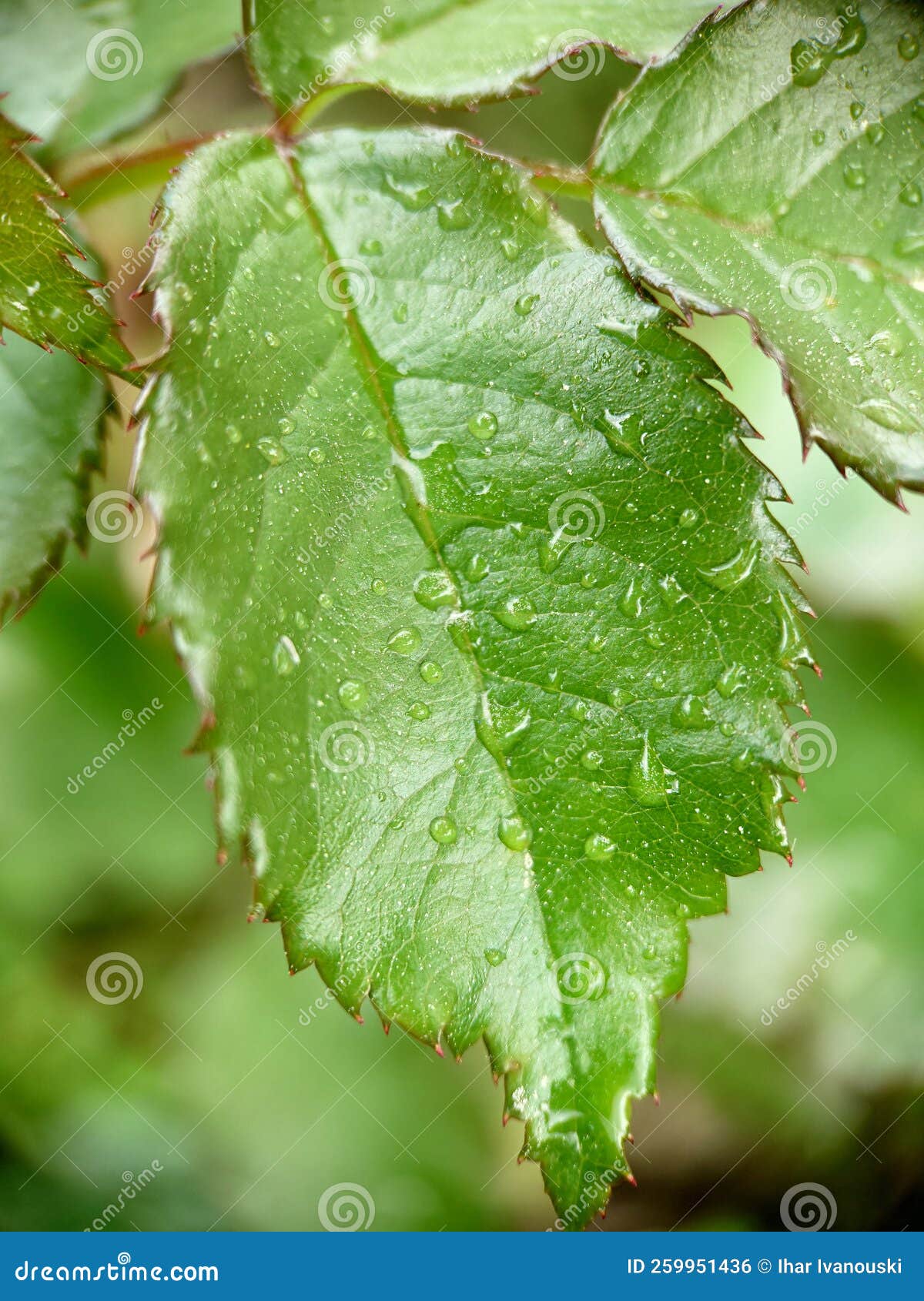 Background Texture of a Green Rose Leaf with Raindrops Stock Photo ...
