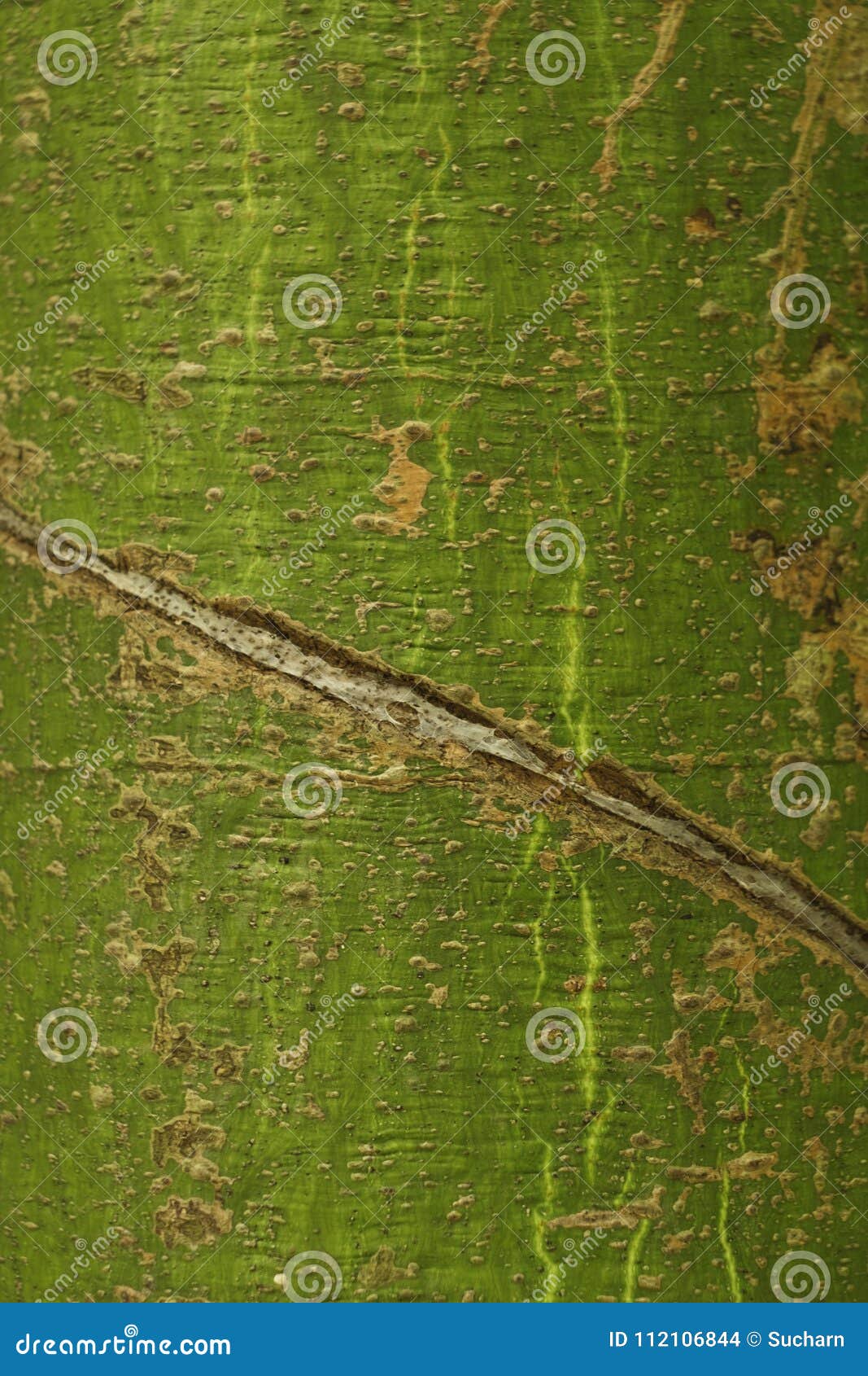 Background and Texture of Green Trunk. Notch on Tree Trunk Stock Photo ...