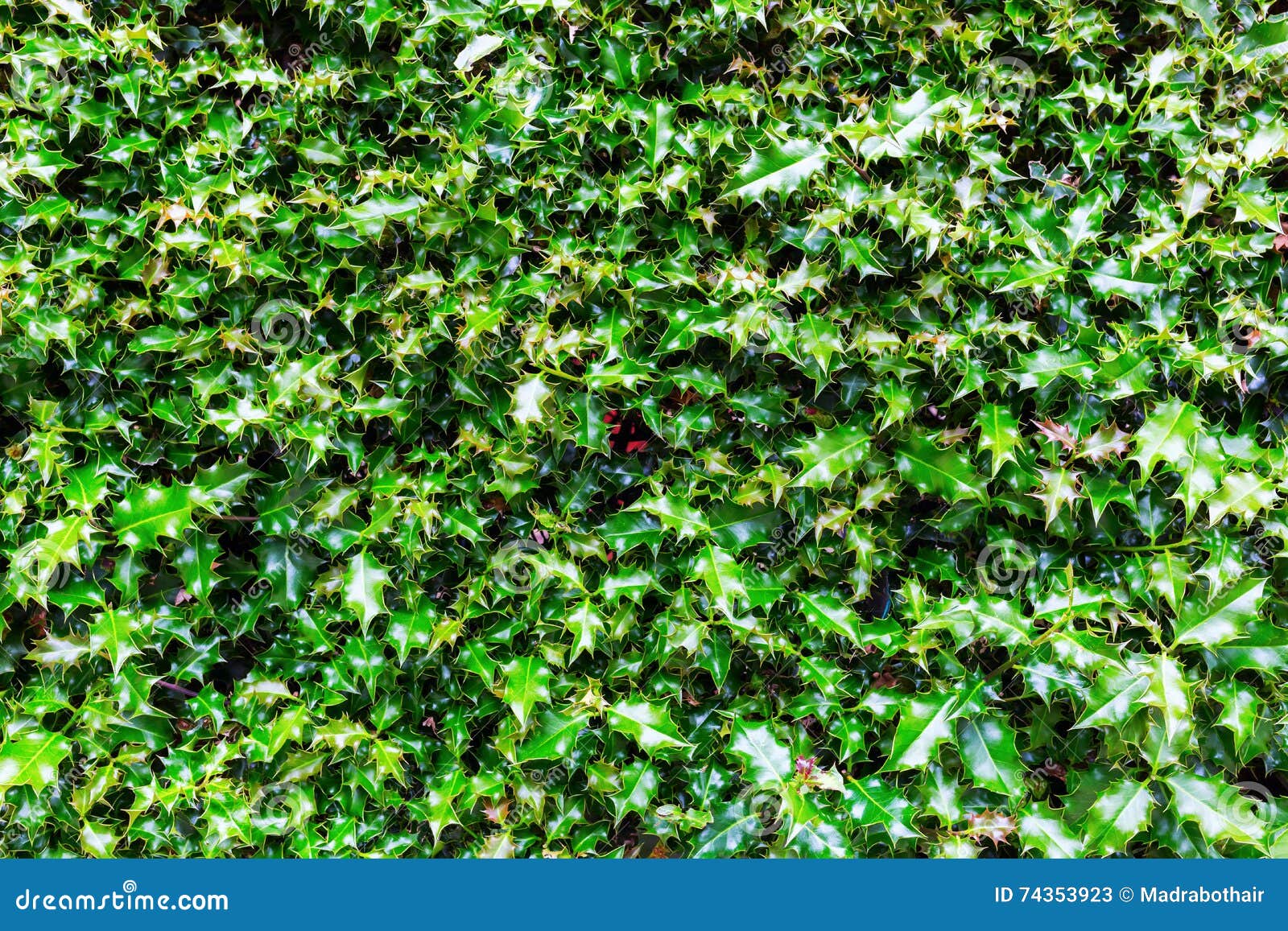 Background Texture from Holly Leaves Stock Image - Image of holly, bush ...