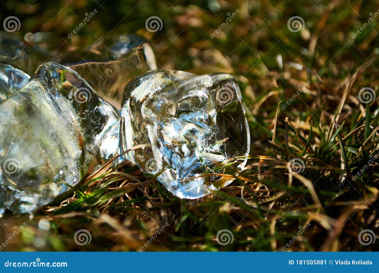 Background or Texture of Ice Cubes Melting Under Sun on the Green Lawn ...