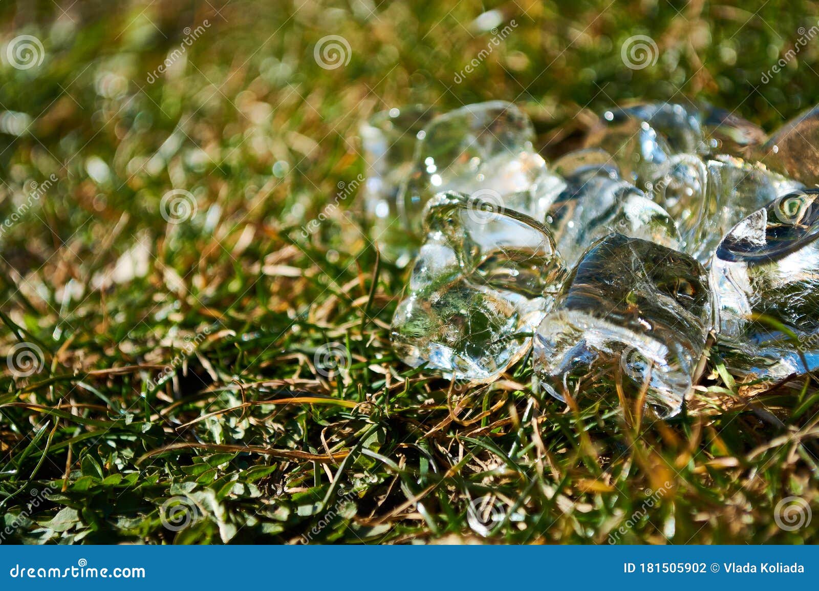 Background or Texture of Ice Cubes Melting Under Sun on the Green Lawn ...