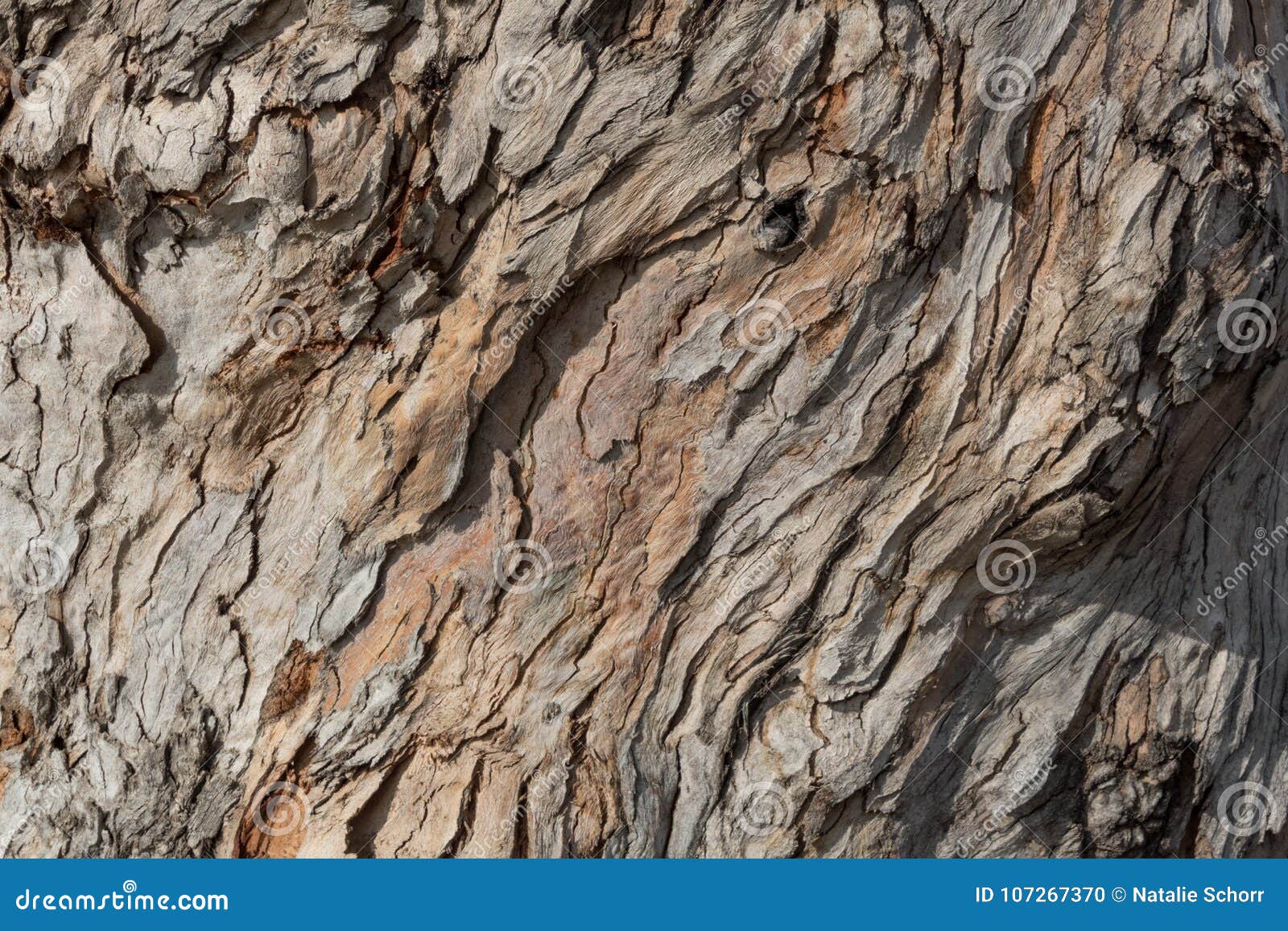 Background Texture of Layers of Tree Bark, Thin and Twisted, Copy Space ...