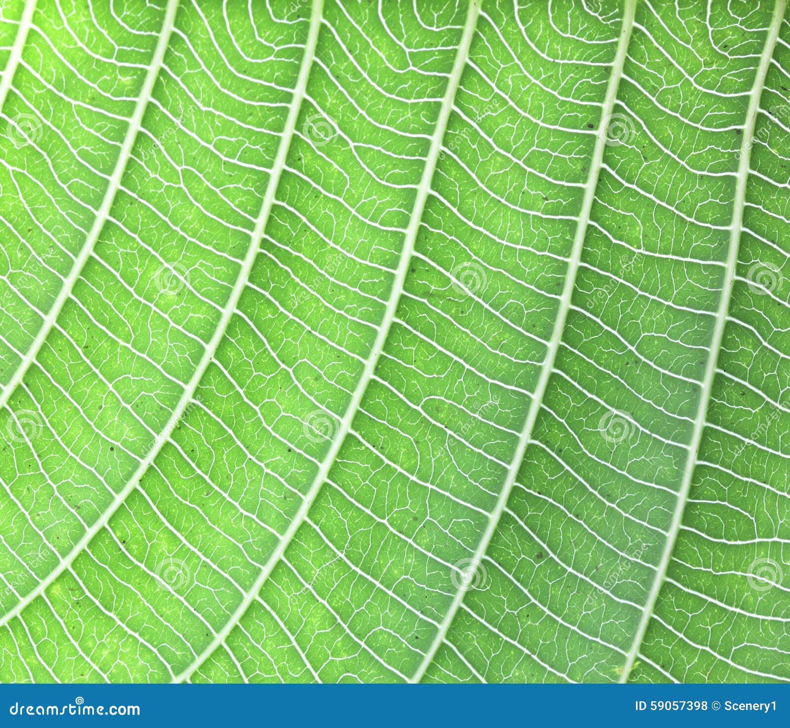 Background Texture of Leaves Stock Photo - Image of macro, color: 59057398