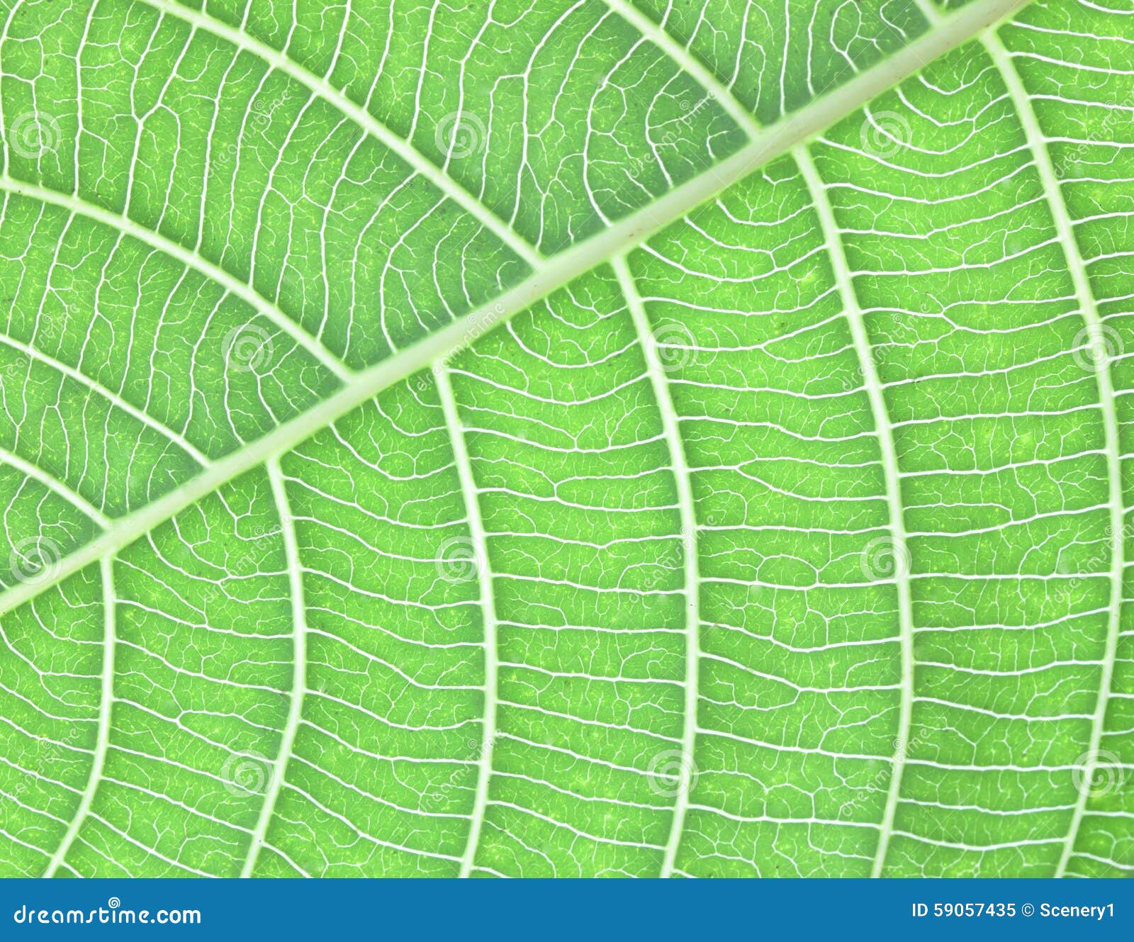 Background Texture of Leaves Stock Image - Image of pattern, life: 59057435