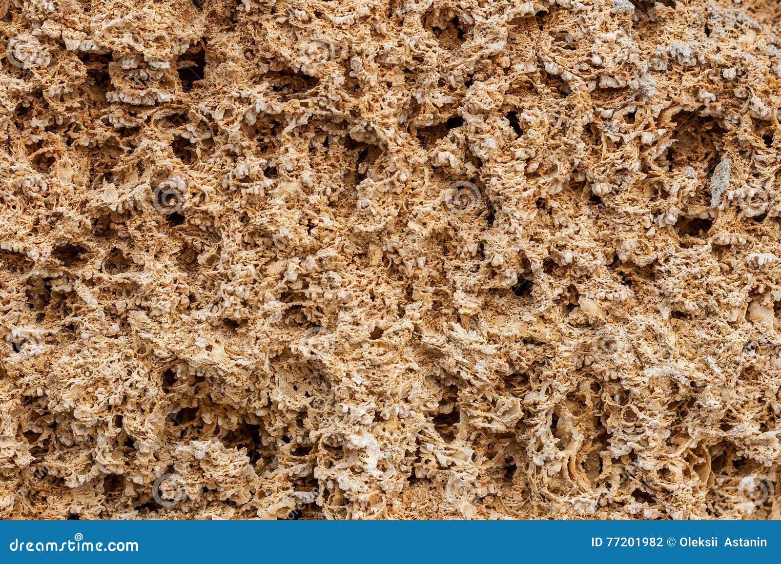 Background. the Texture of Limestone and Lime Close Up Stock Photo ...