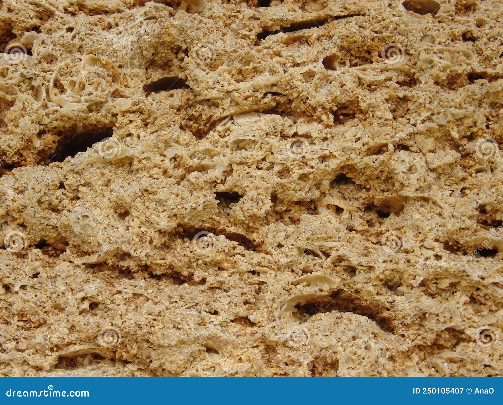 Background Texture of Limestone Stone Surface. Shell Limestone Close-up ...