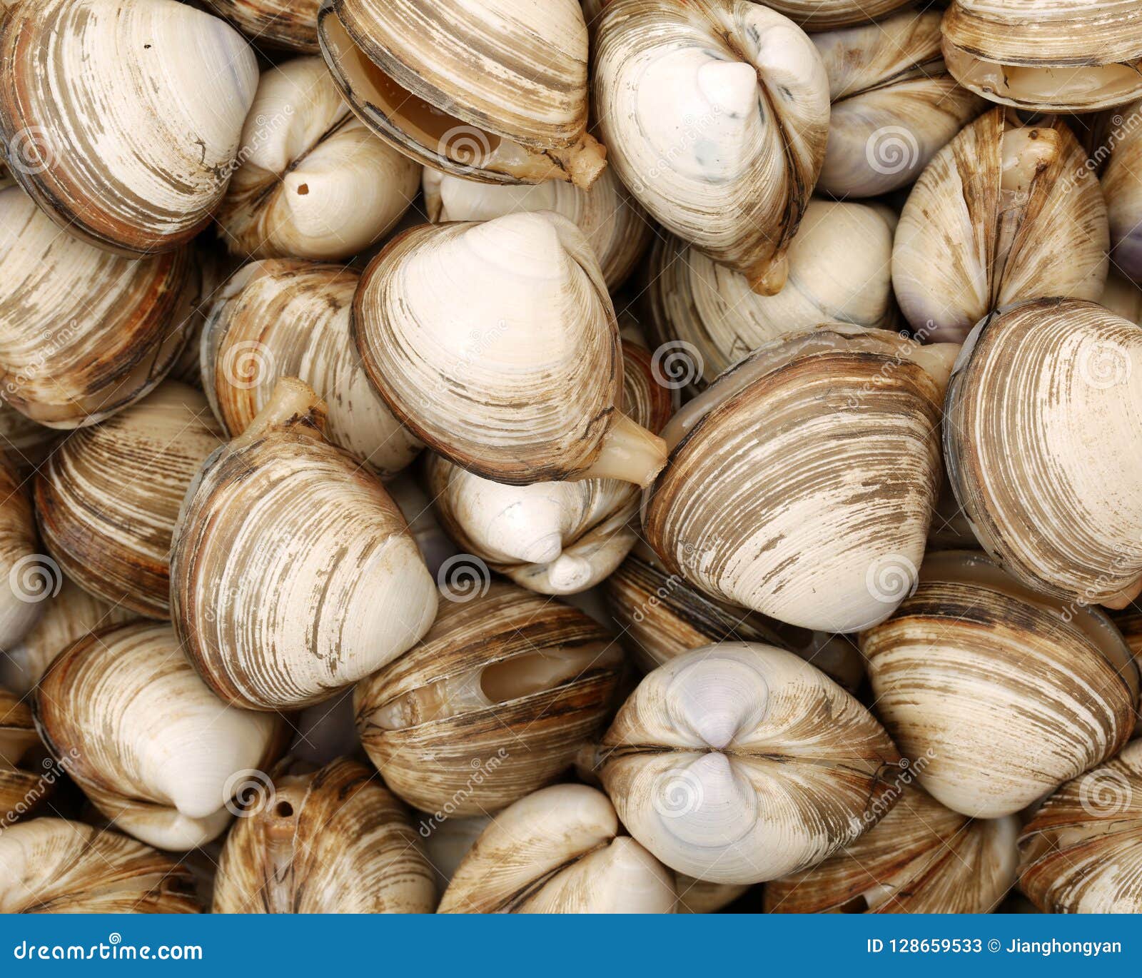 Texture of Live Cedar Key Clams. Stock Image - Image of cooking, clams ...