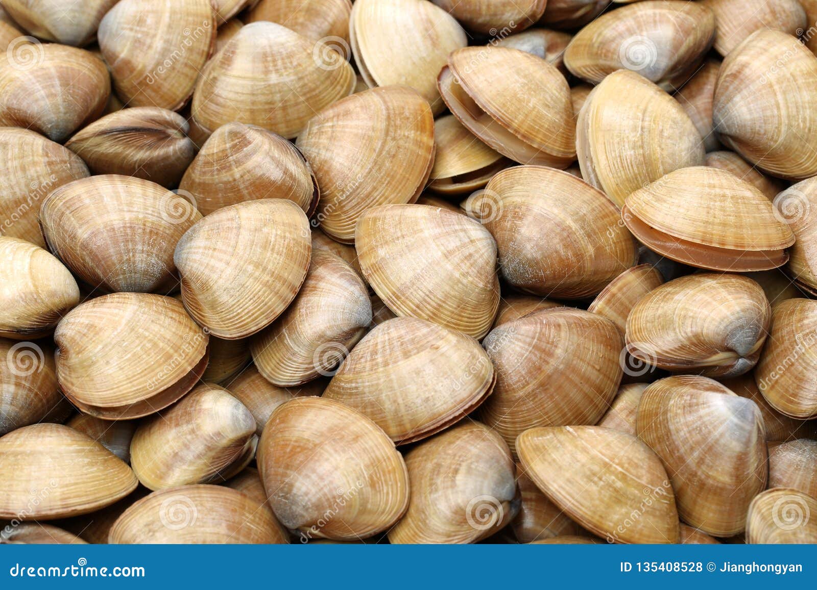 Texture of Live Cedar Key Clams Stock Photo - Image of cooking, closeup ...