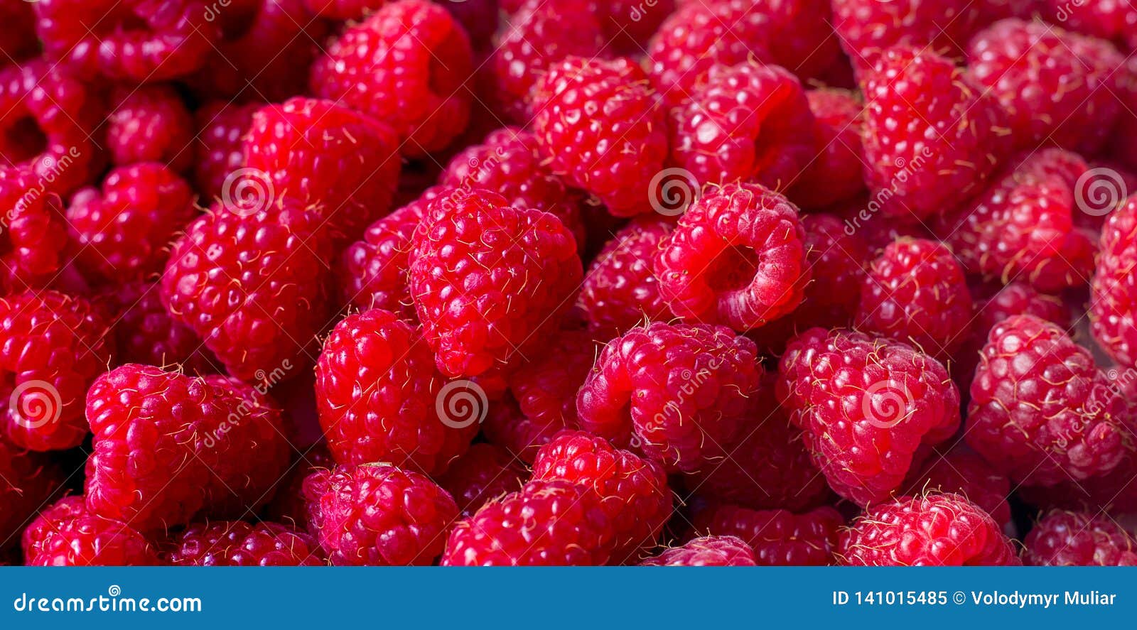 Background, Texture Made of Red Raspberry Berries, Panorama_ Stock ...