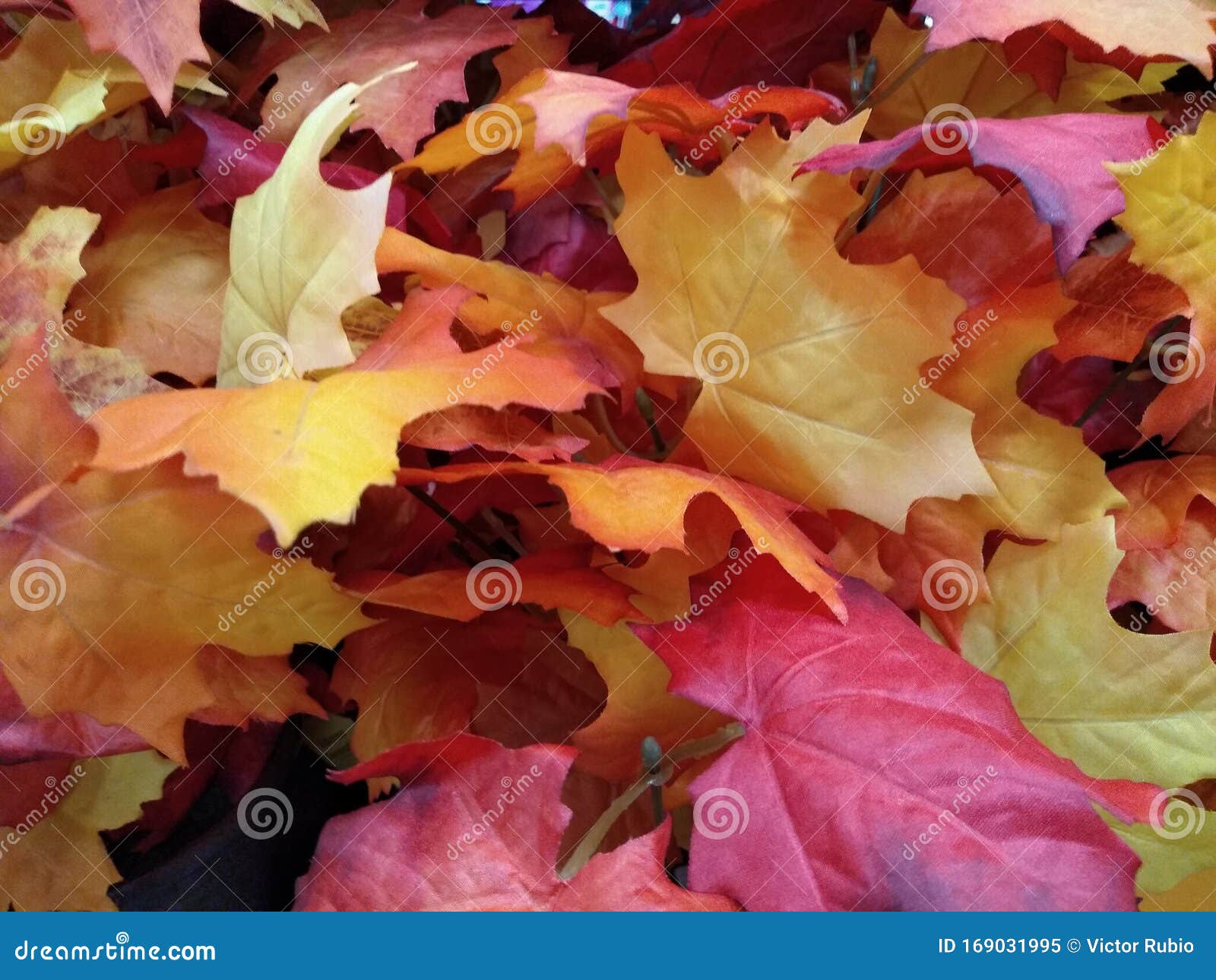 Background Texture Many Maple Leaf at Fall Stock Image - Image of ...