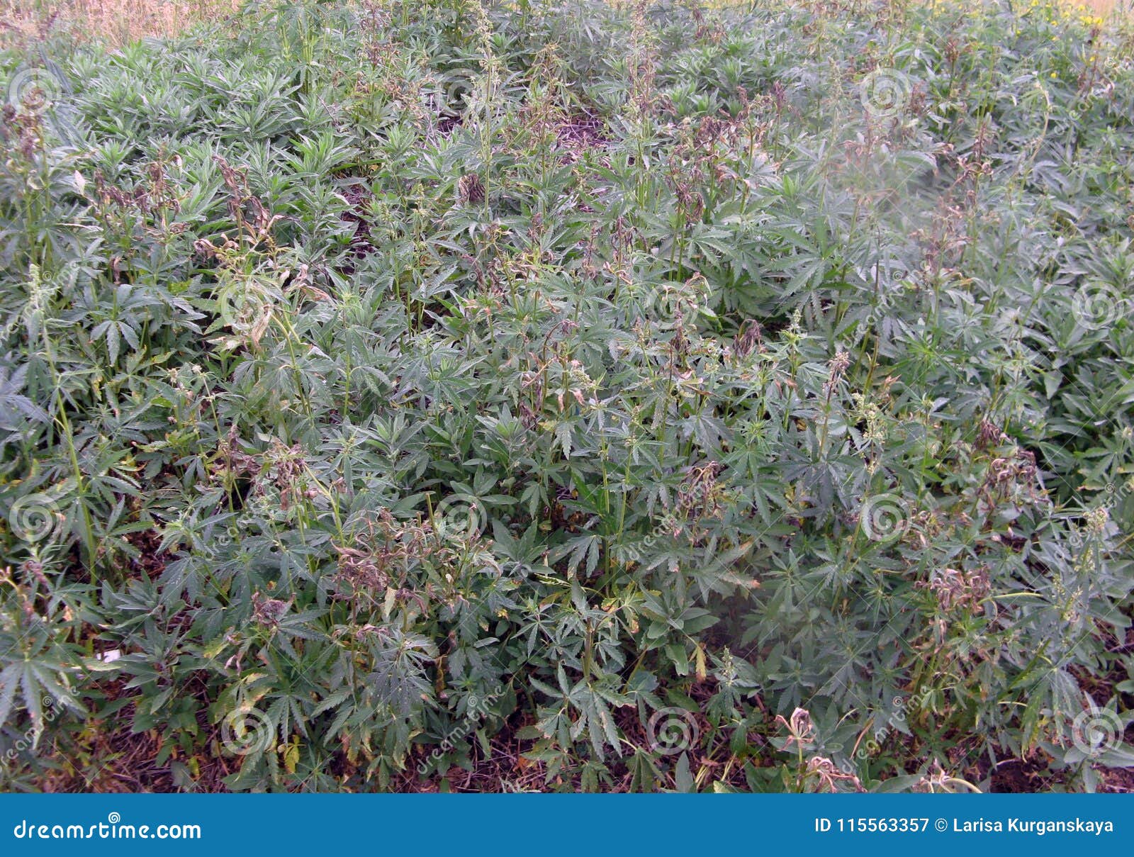 Background Texture of Marijuana. Wild Cannabis Stock Image - Image of ...