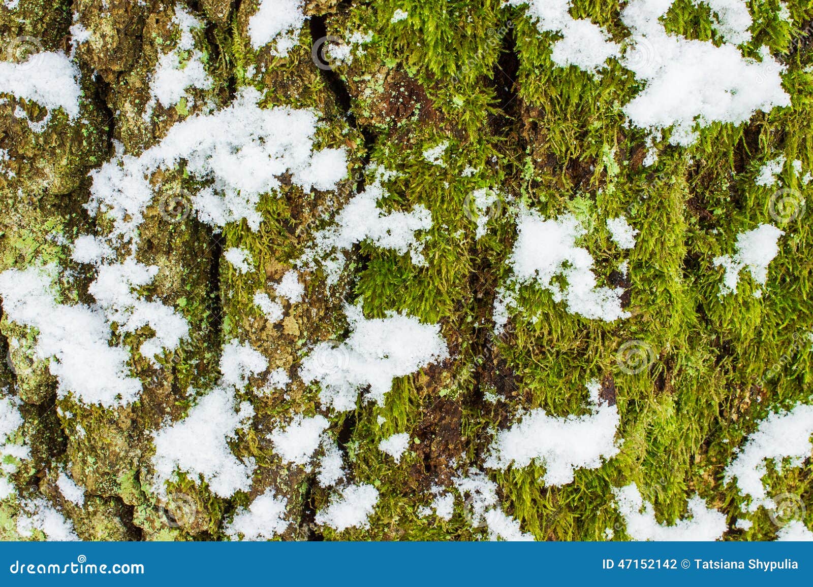 Background Texture of the Moss on the Bark of a Tree with Snow in the ...