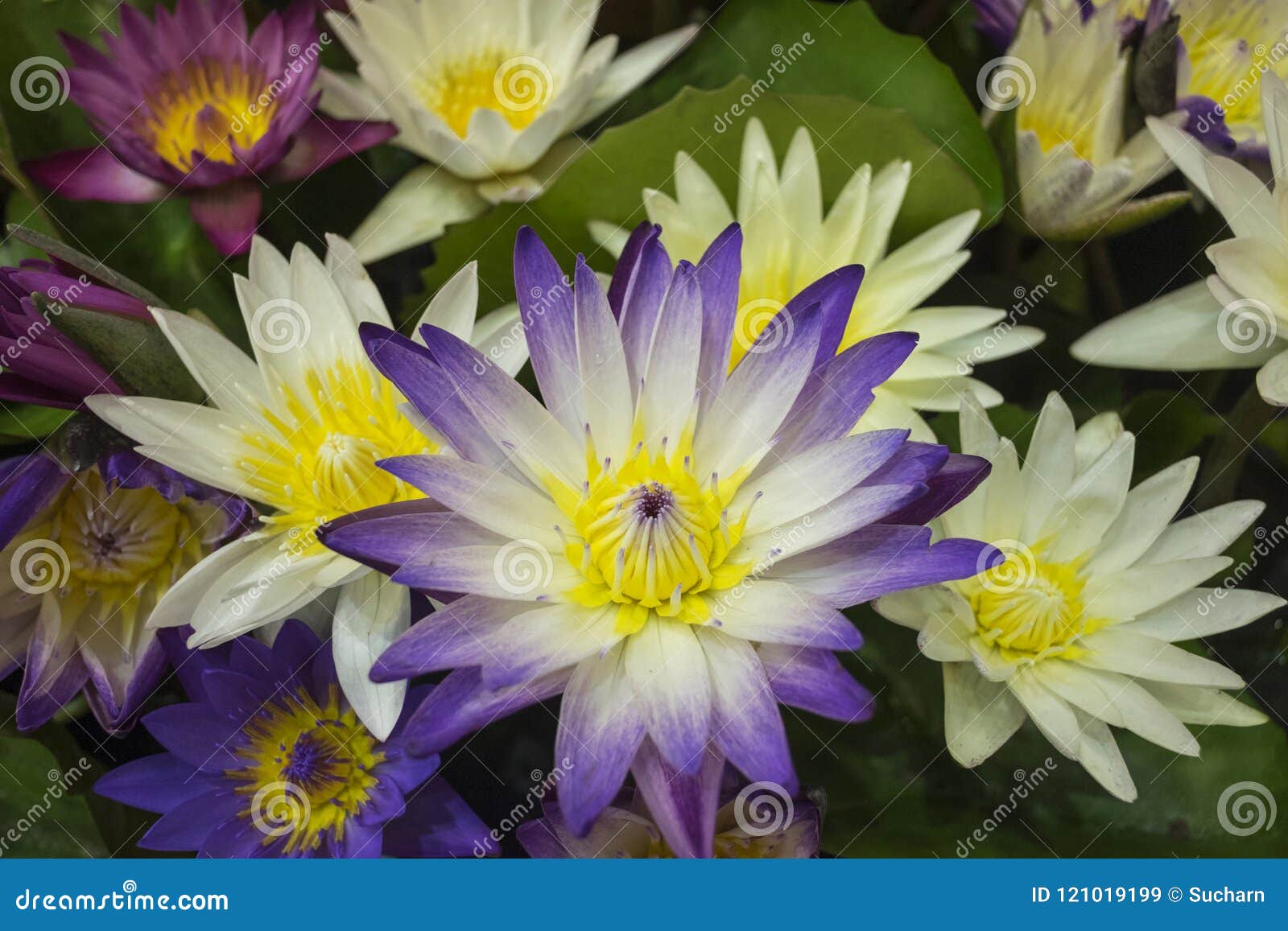 Background and Texture of Multi Color of Lotus in Garden. Stock Image ...