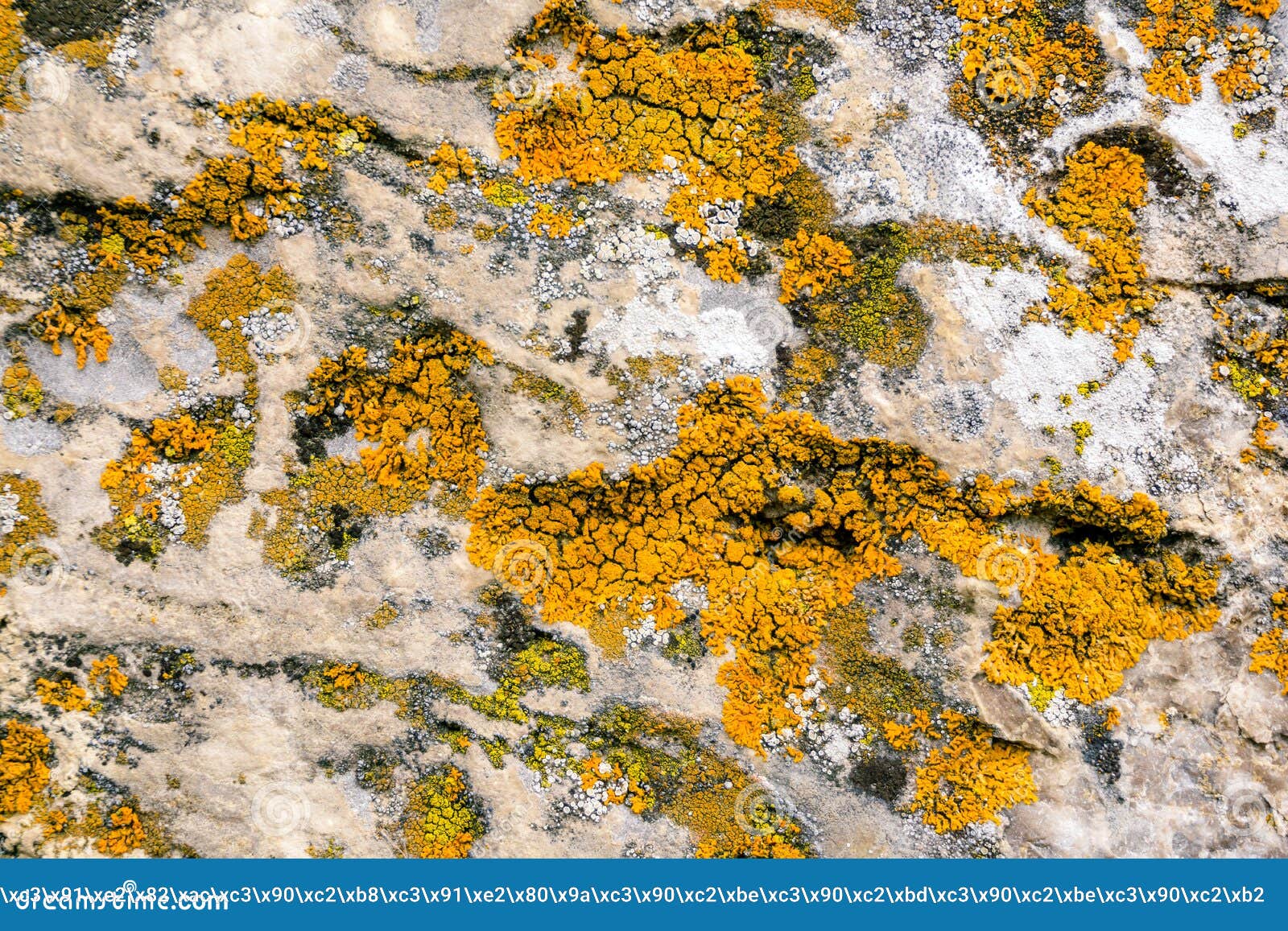 Background Texture - Lichen on the Rock Surface Stock Photo - Image of ...