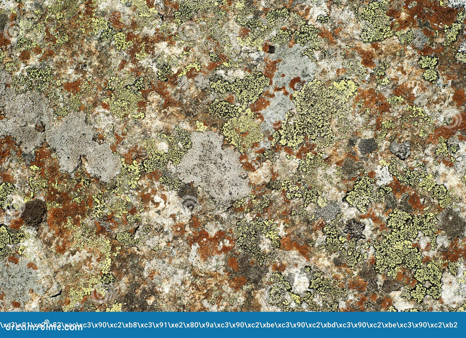 Background, Texture - Multicolored Lichen on Stone Stock Photo - Image ...