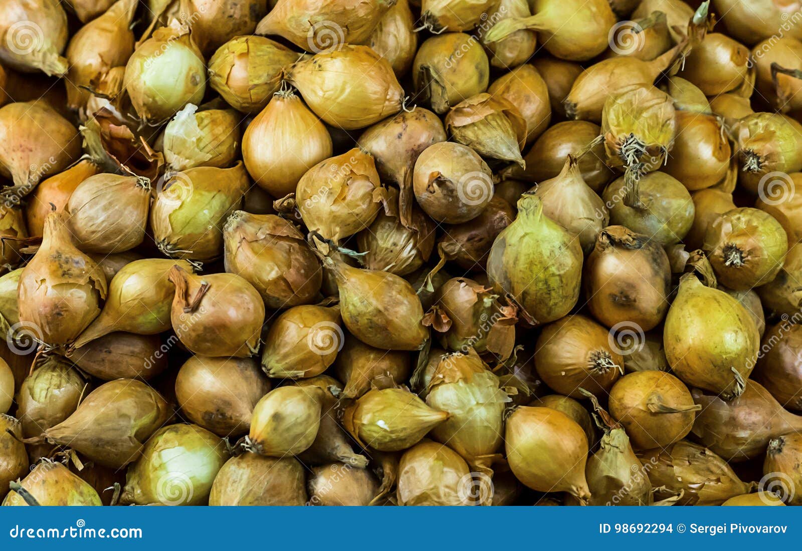 Background Texture Natural Plant Bulb Sowing Base Botany Development ...