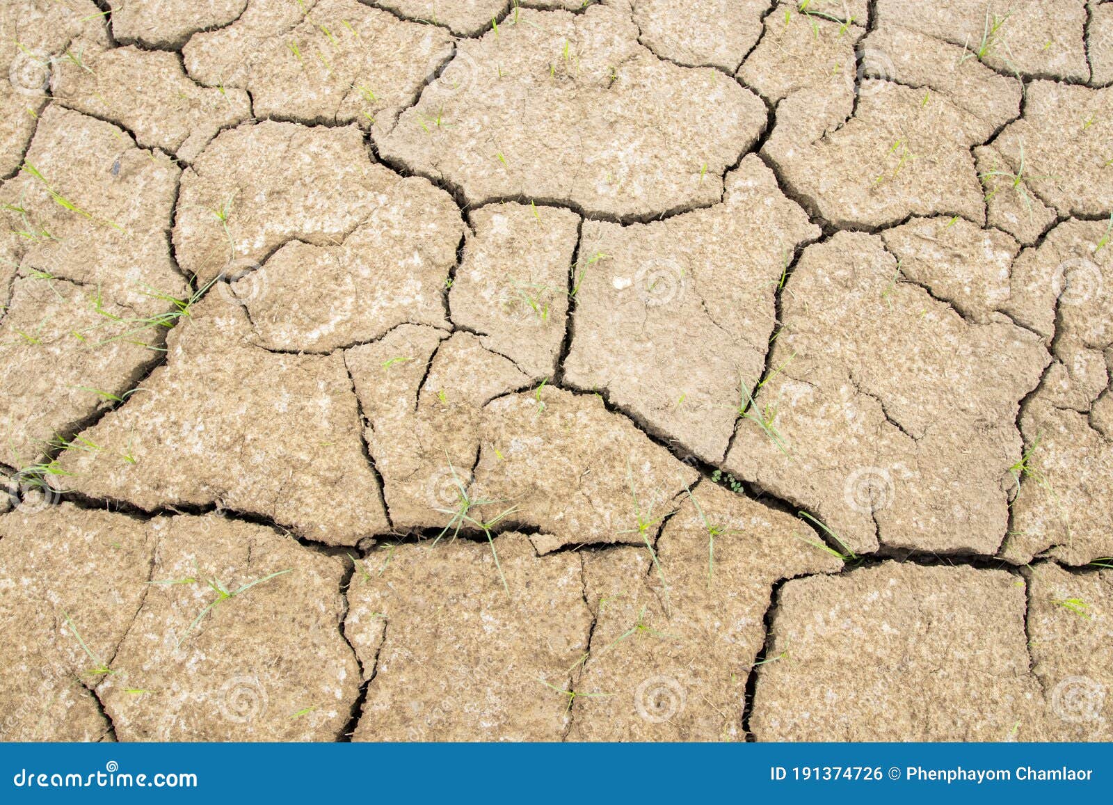 Background Texture Nature Earth Dried Broken White Grass Plants Stock ...