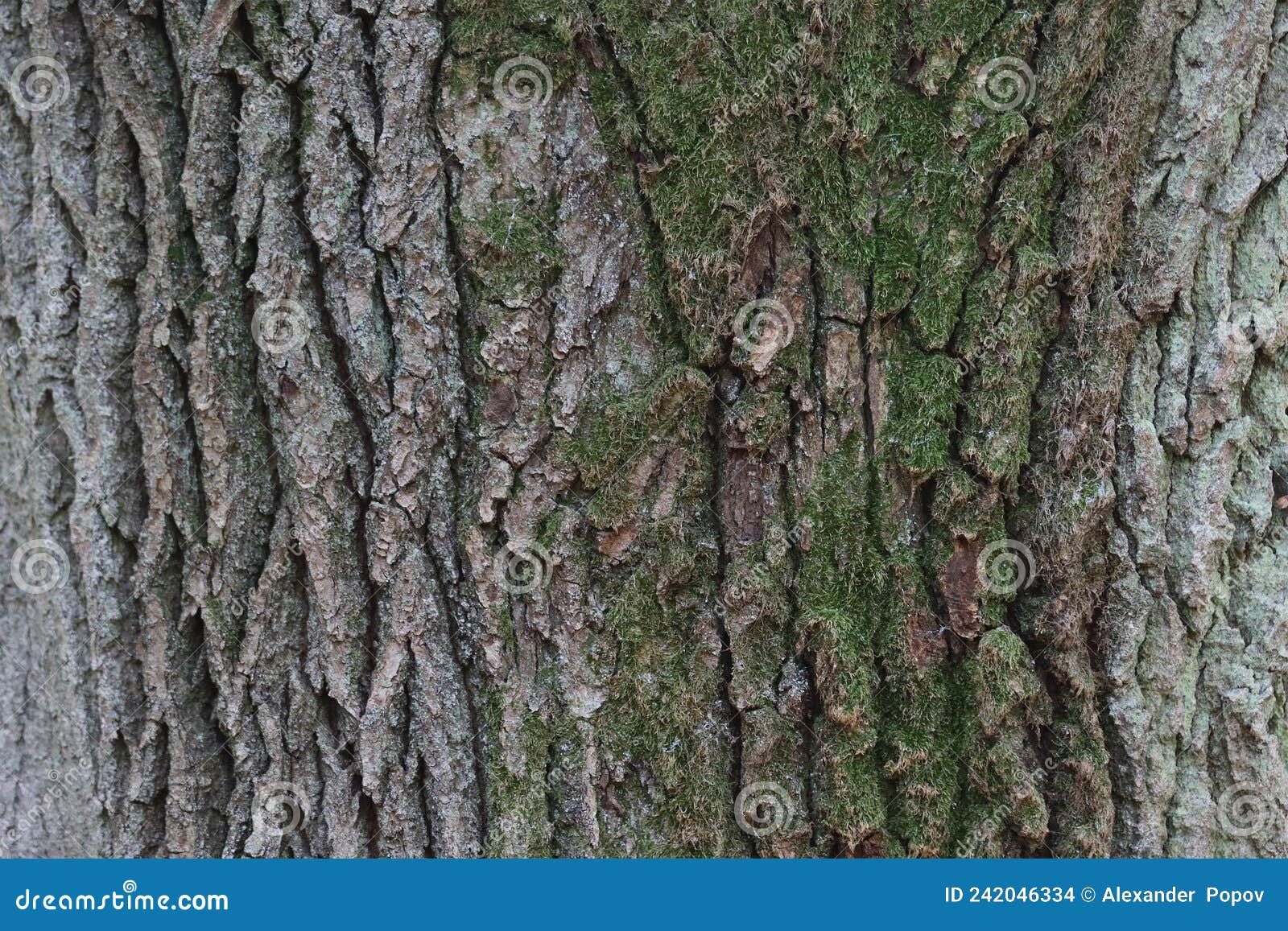 Background Texture of Oak Wood Stock Photo - Image of flora, wood ...
