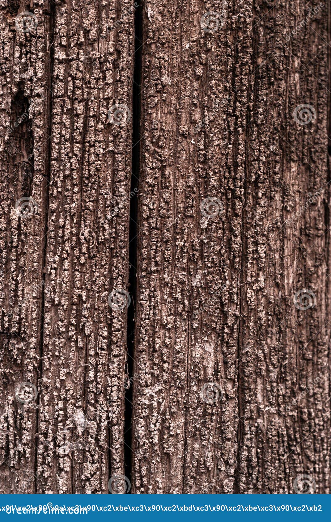 Background - Texture of a Rotten Tree Stock Photo - Image of weathered ...