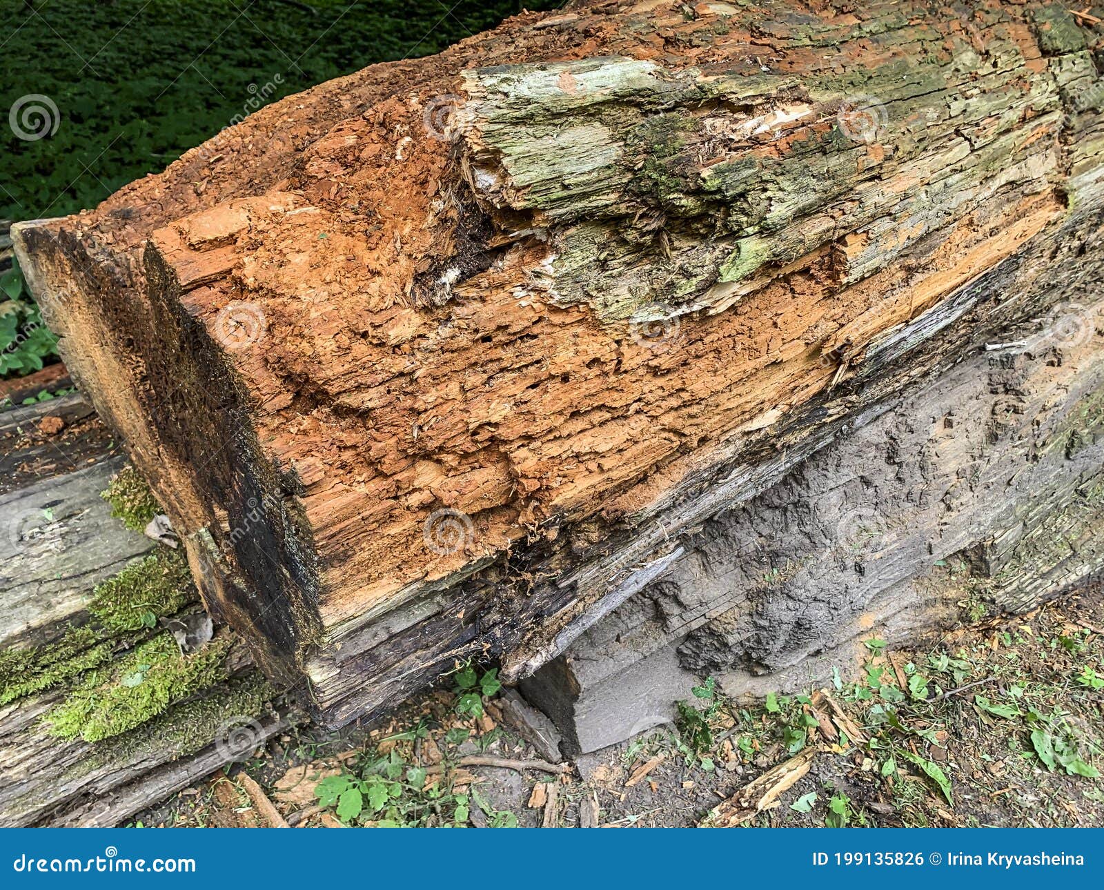 Background, Texture of an Old Rotting, Damaged Wooden Surface Stock ...
