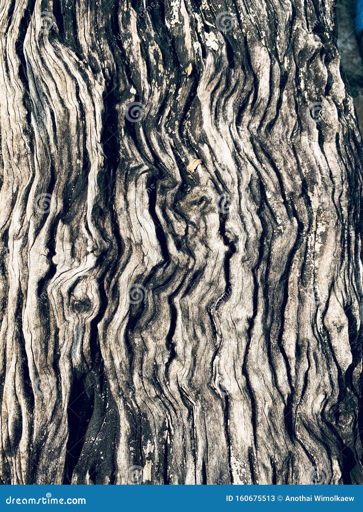 Closeup Old Tree Bark, Skin the Bark of a Tree that Traces Cracking ...