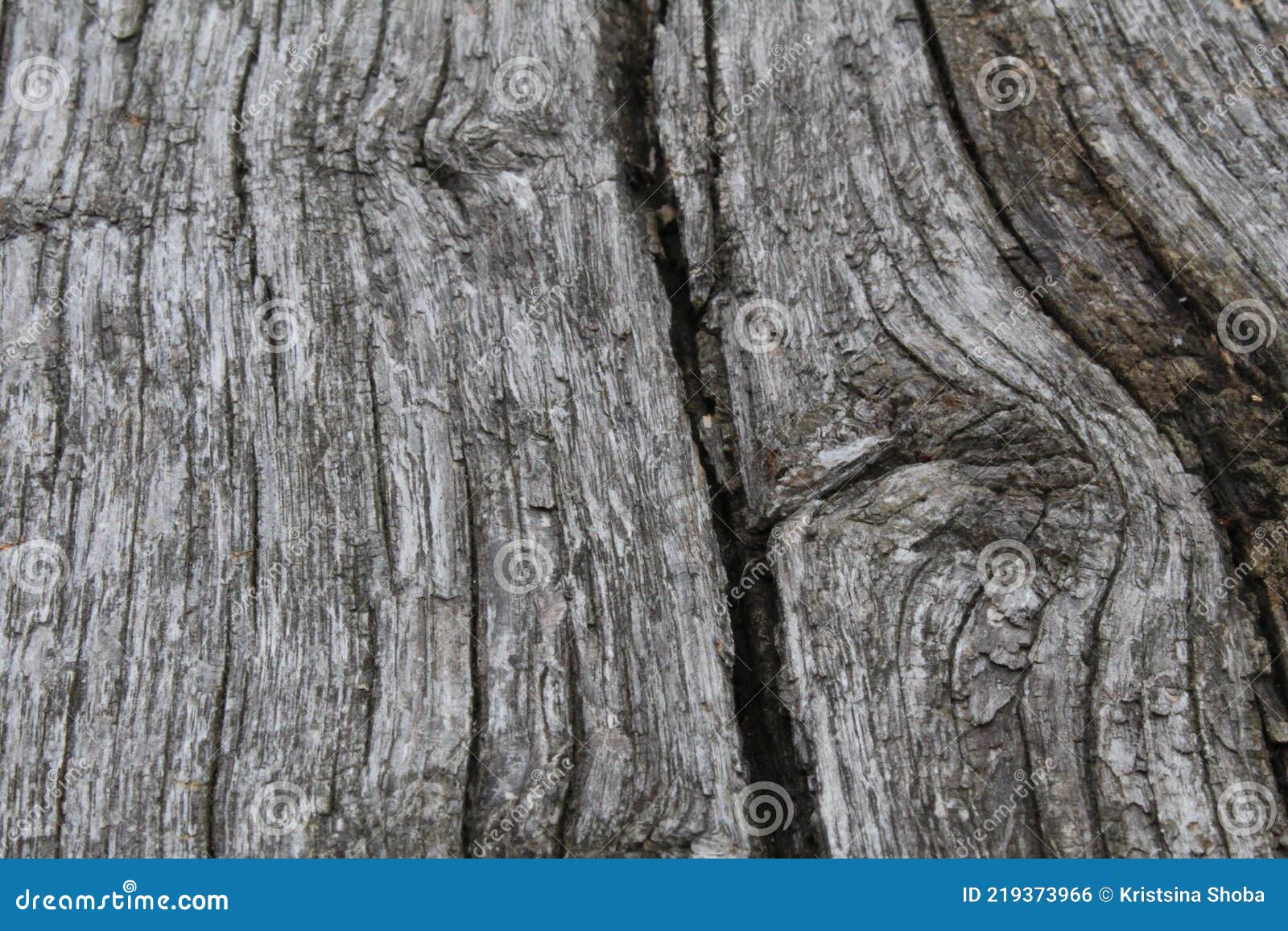 Background Texture of an Old Tree with Cracks Wood. Nature`s Natural ...
