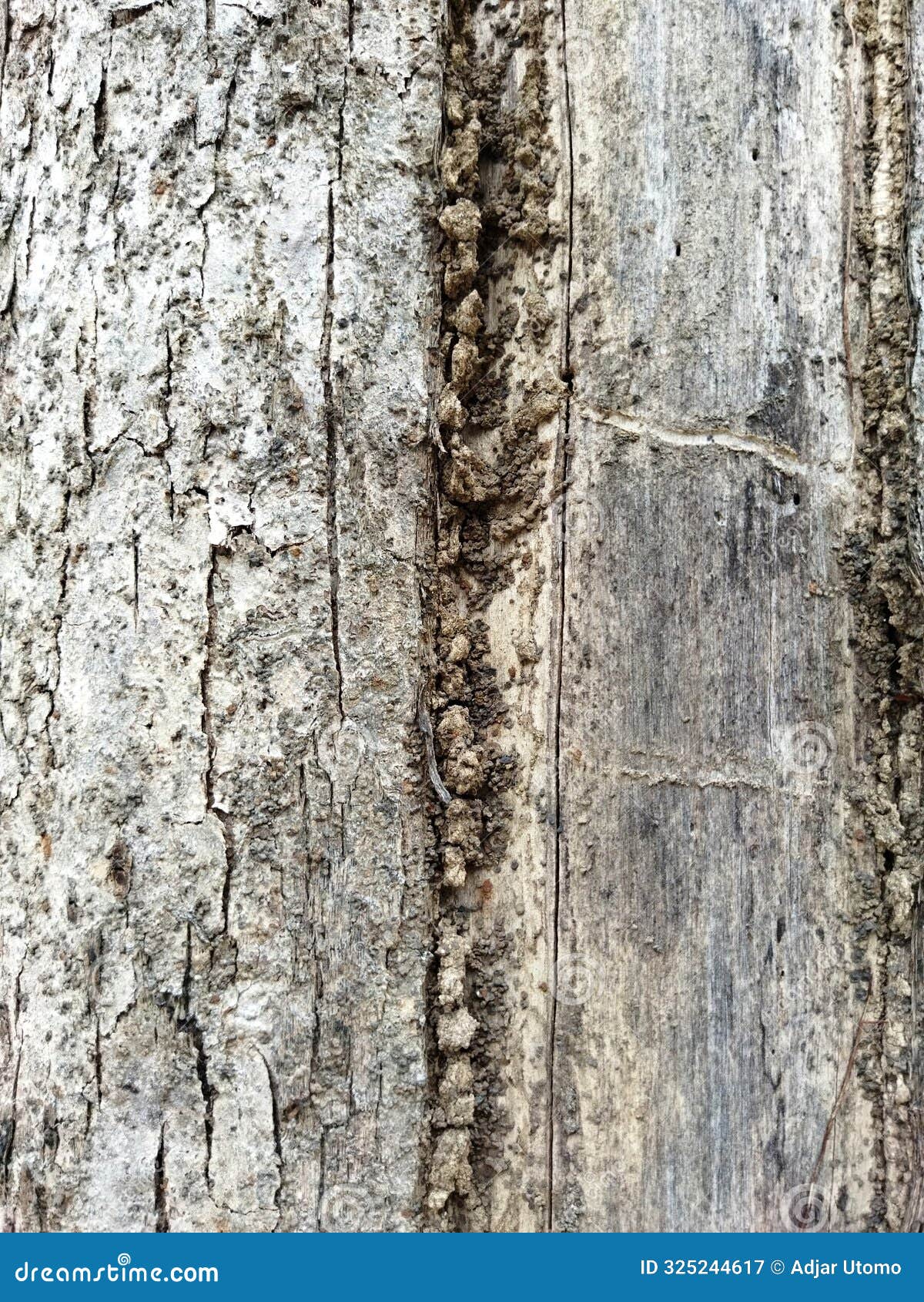 Background Texture of an Old Tree Trunk with an Abandoned Insect Nest ...