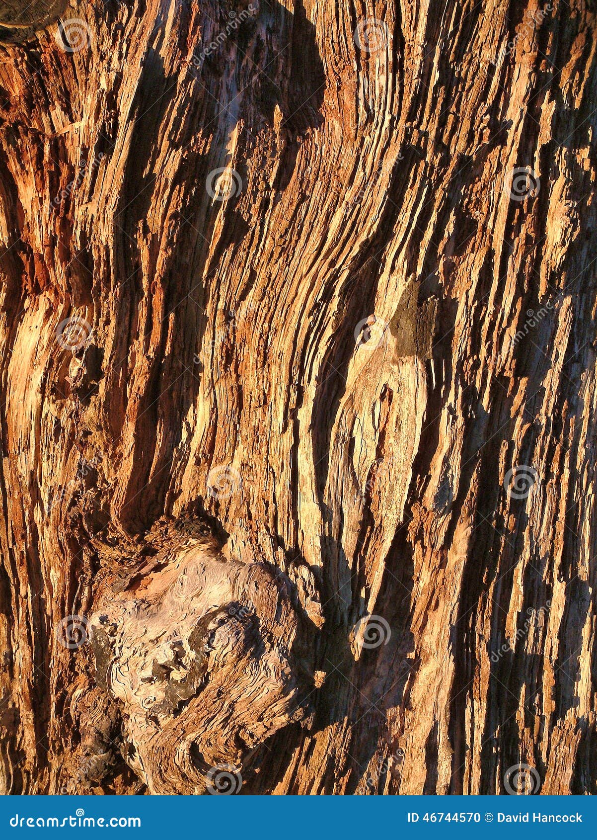 Background Texture Old Wooded Tree Log from a Forest Stock Photo ...