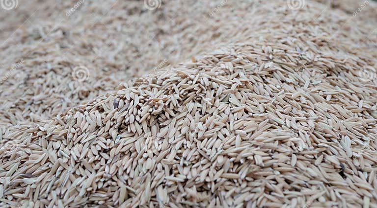 Background and Texture of Paddy Stock Photo - Image of frame, brick ...