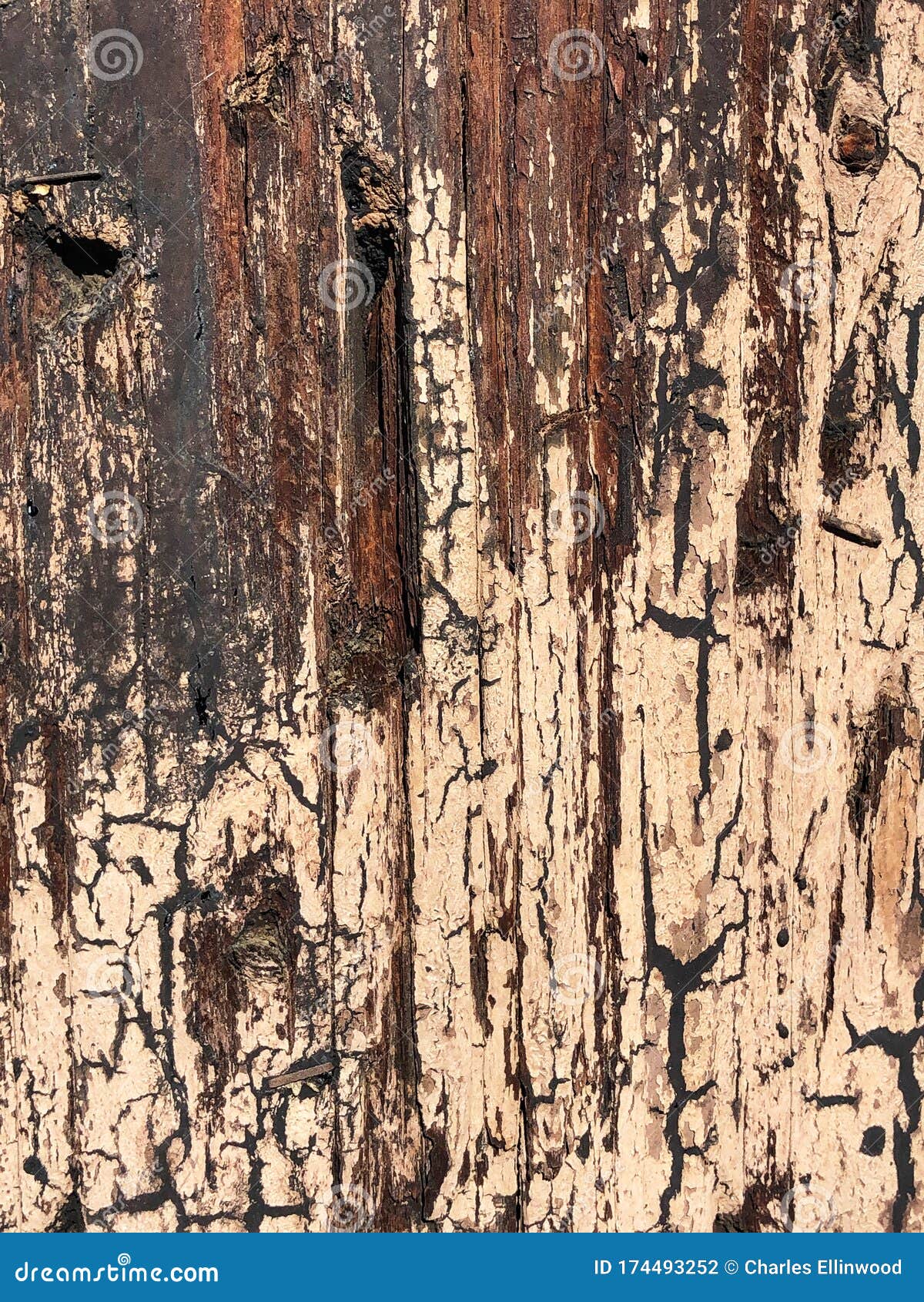 Background Texture - Painted Telephone Pole Stock Photo - Image of ...