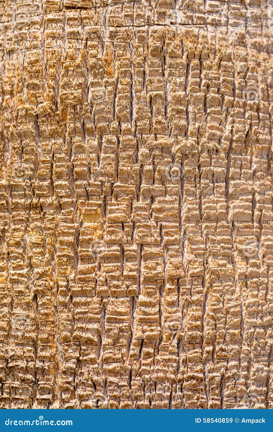 Background Texture of Palm Tree Bark Stock Image - Image of closeup ...