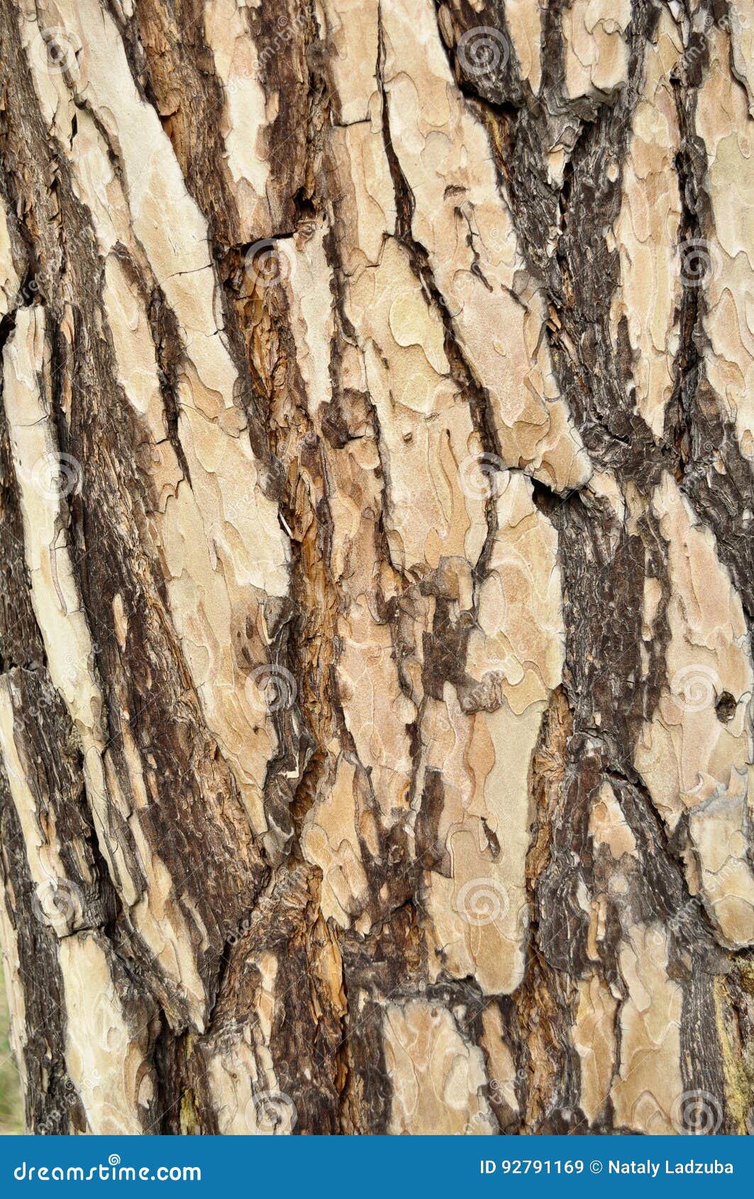Background Texture Pine Bark Stock Image - Image of material, autumn ...