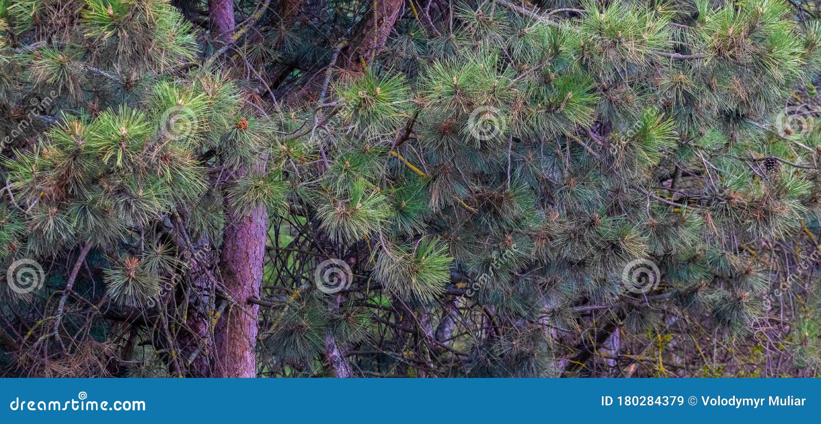 Background, Texture of Pine Branches, Pine Tree Stock Image - Image of ...