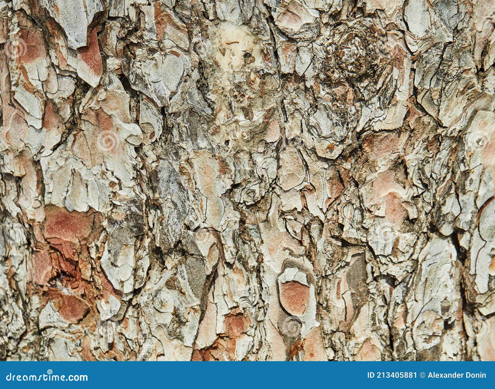 Background, Texture of Pine Tree Bark in High Resolution Stock Image ...