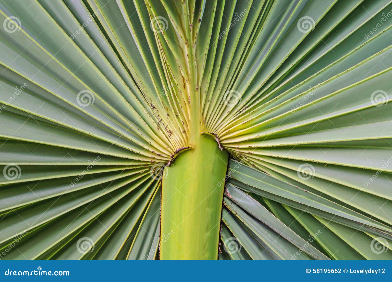 Background Texture Plam Leaf Stock Photo - Image of green, abstract ...