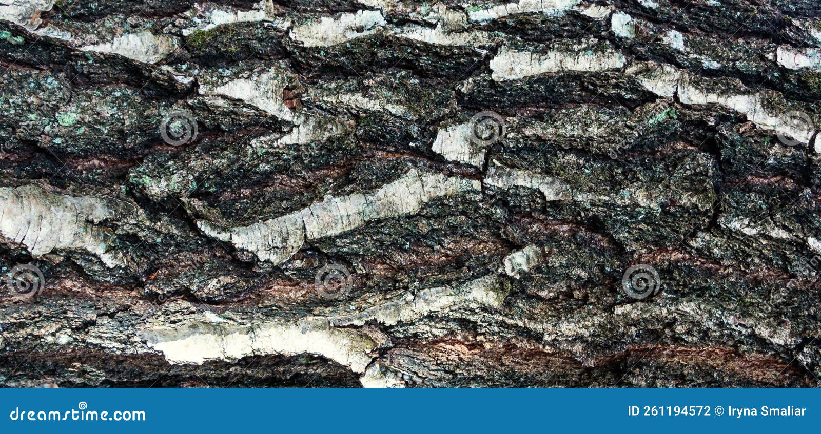 Background - Relief Bark of Old Birch with Moss Stock Photo - Image of ... Background - Relief Bark of Old Birch with Moss Stock Photo - Image of ...