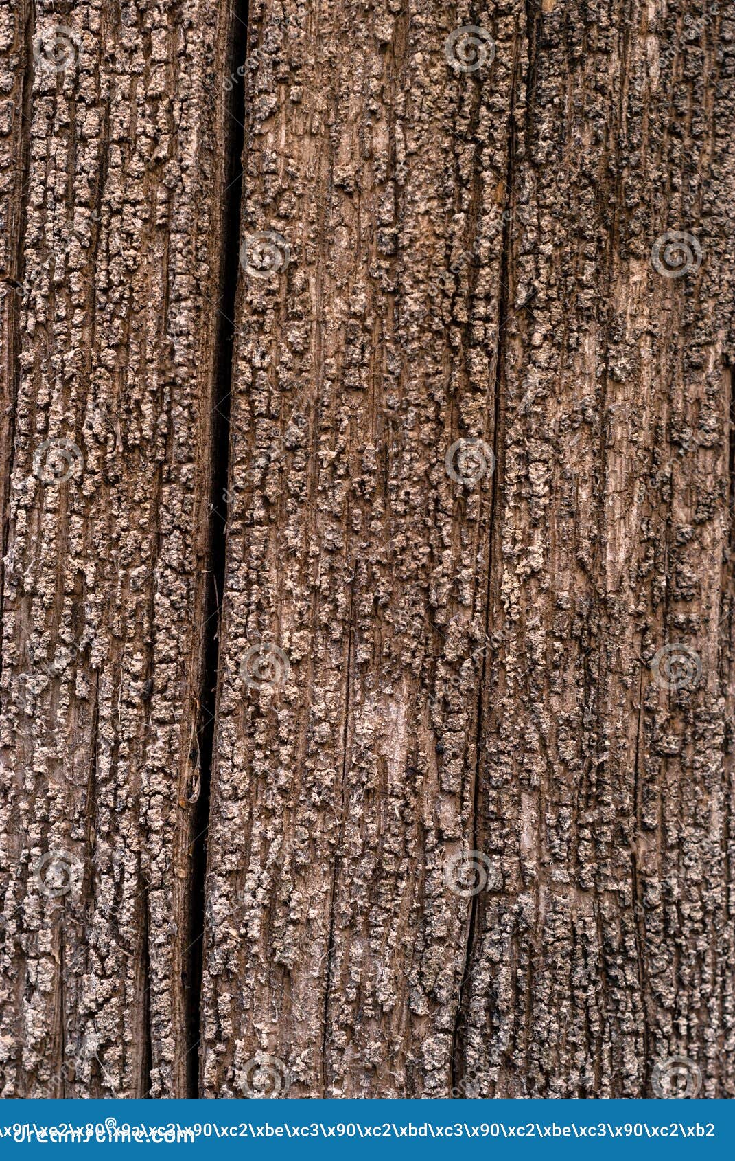 Background - Texture of a Rotten Tree Stock Photo - Image of natural ...