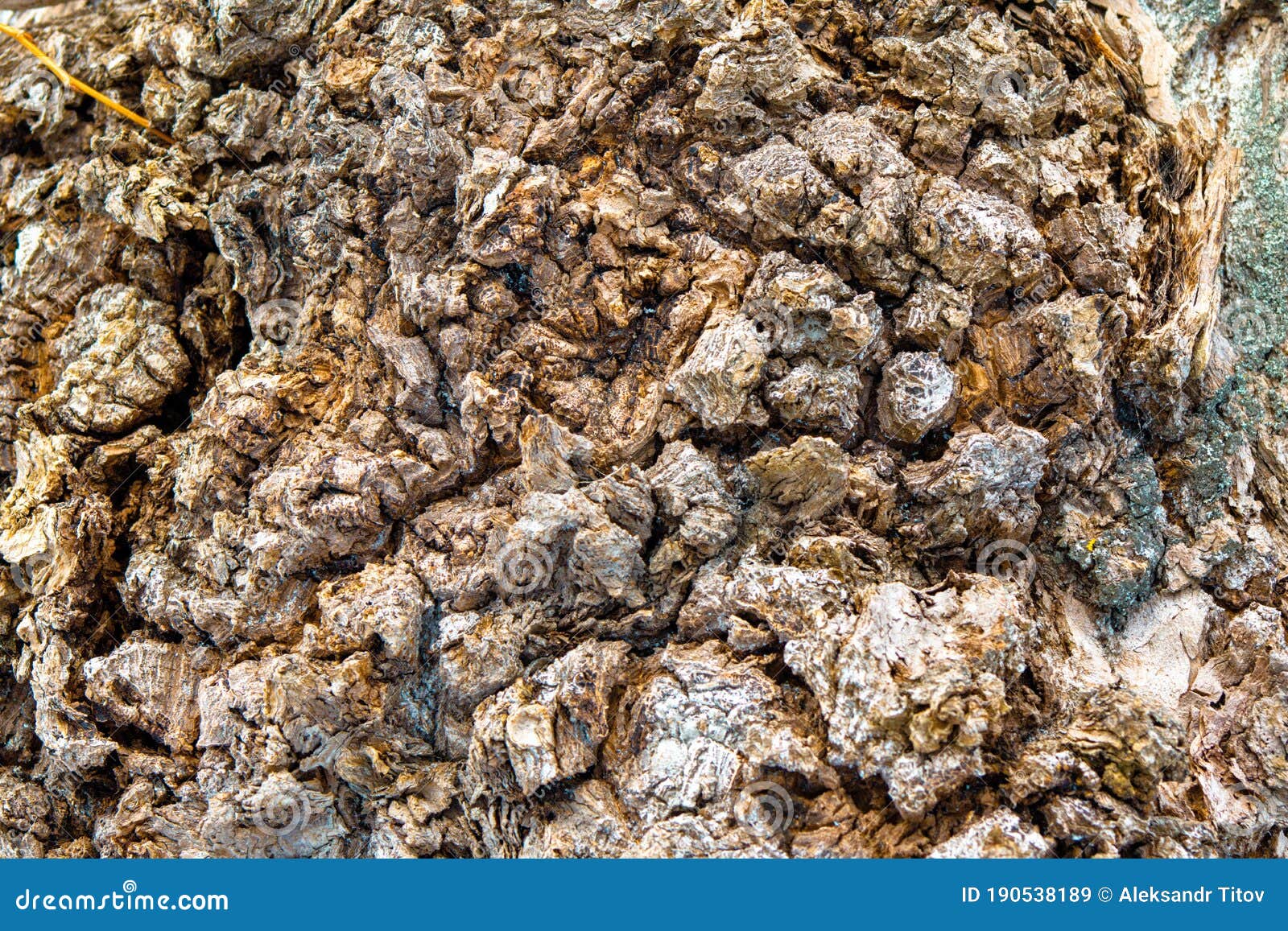 Background with the Texture of the Rough Bumpy Bark of an Old Tree ...