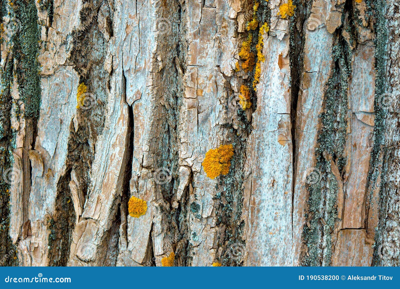 Background with the Texture of the Rough Bumpy Bark of an Old Tree ...
