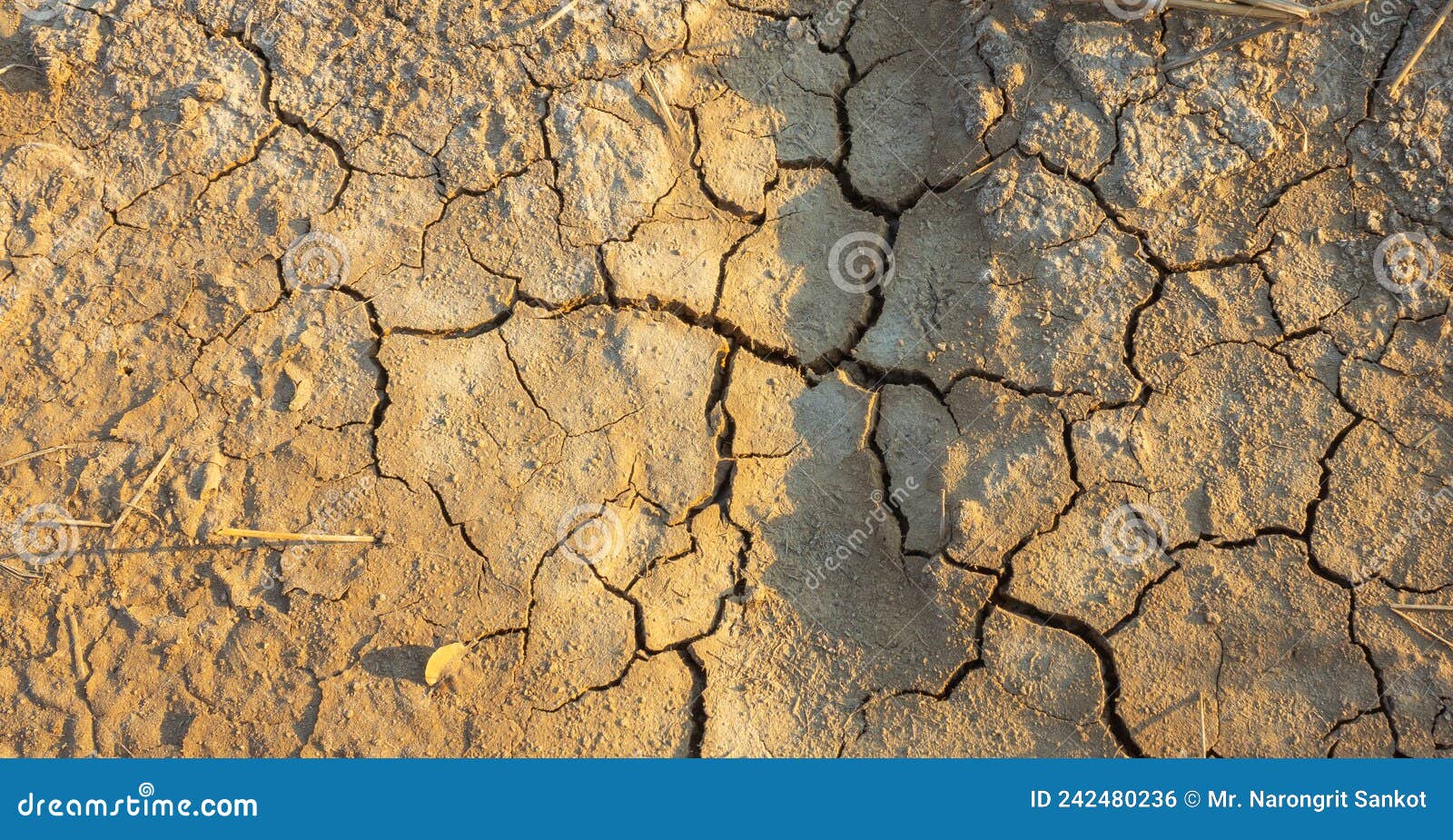 Saline soil stock photo. Image of land, closeup, dirty - 242480236