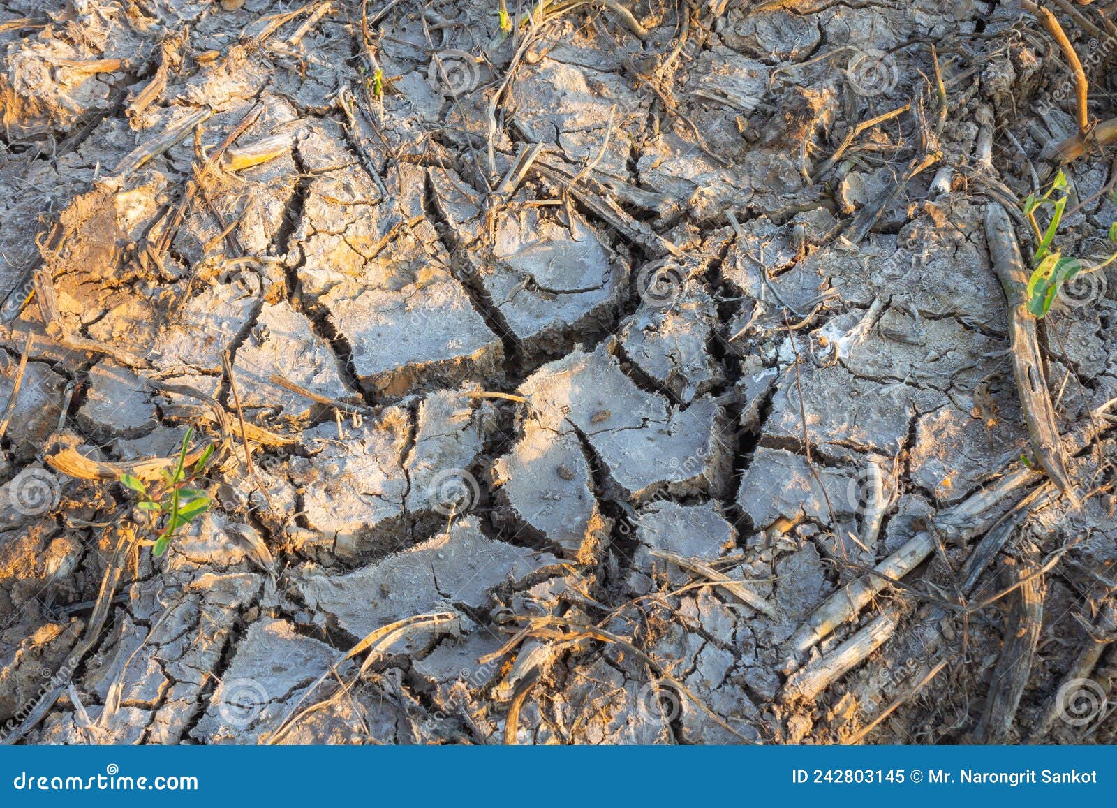 Saline soil stock image. Image of environment, rough - 242803145