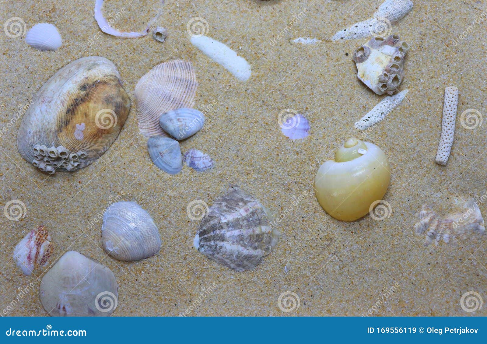 Background Texture of Sand and Seashells Stock Image - Image of ...