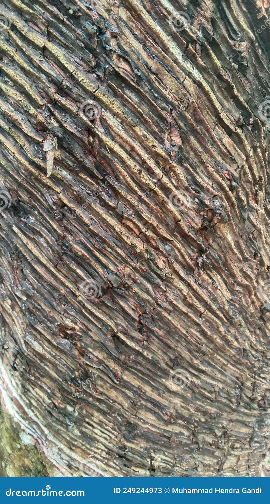 Background of Texture of a Sap Tree Trunk that Has Been Incised. Stock ...